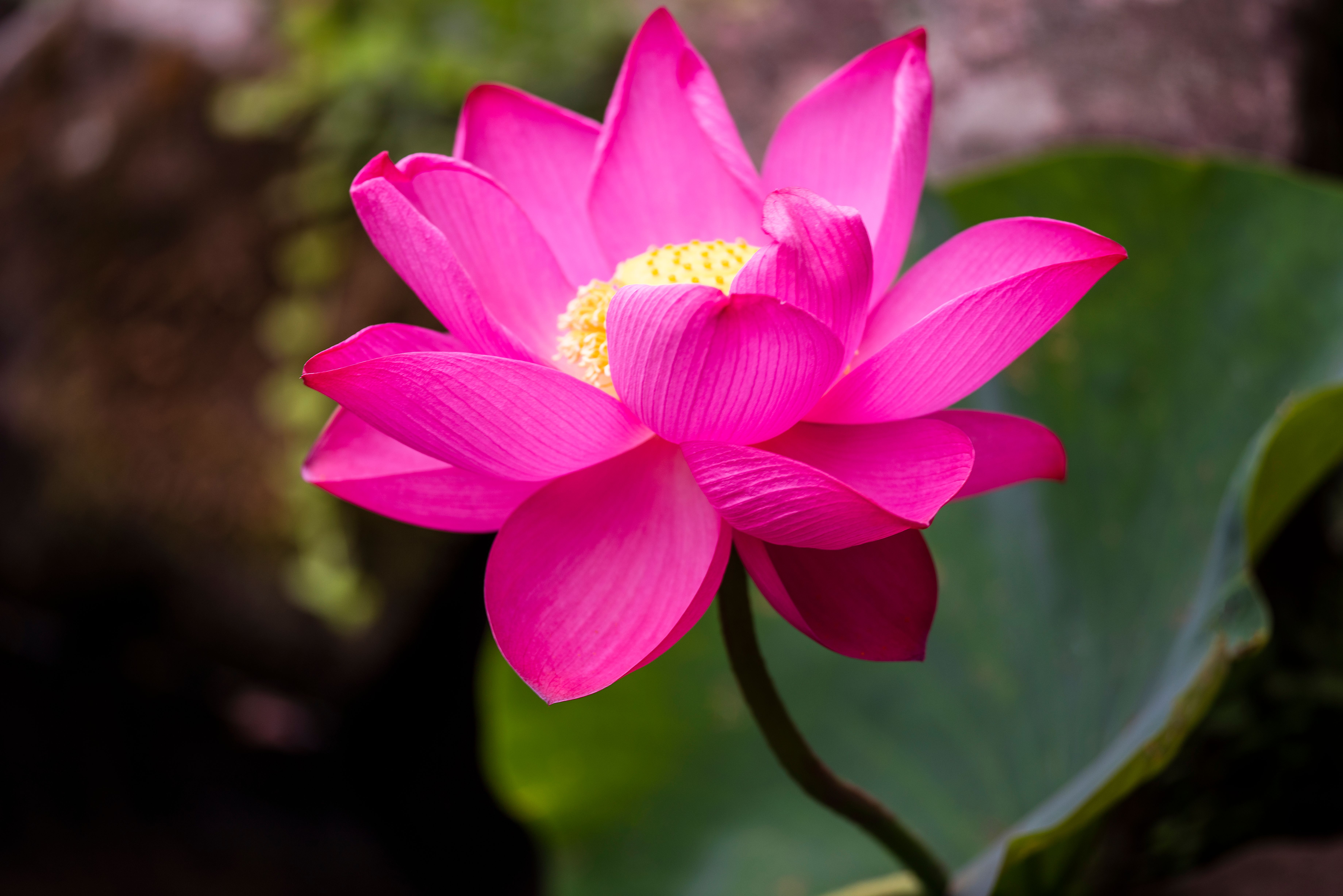Photo of Nelumbo Nucifera · Free Stock Photo