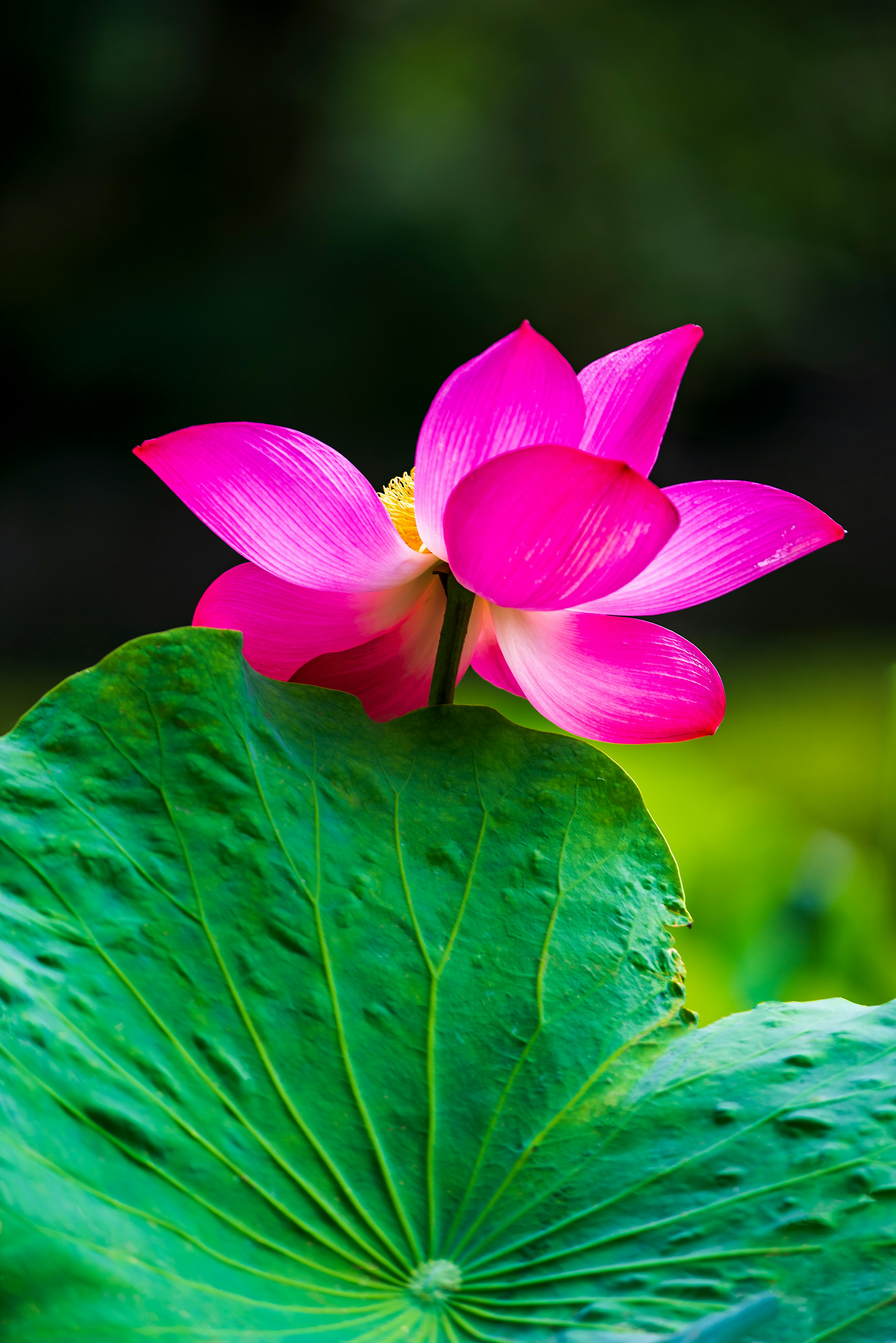 Foto profissional gratuita de ao ar livre, beleza natural, botânico ...