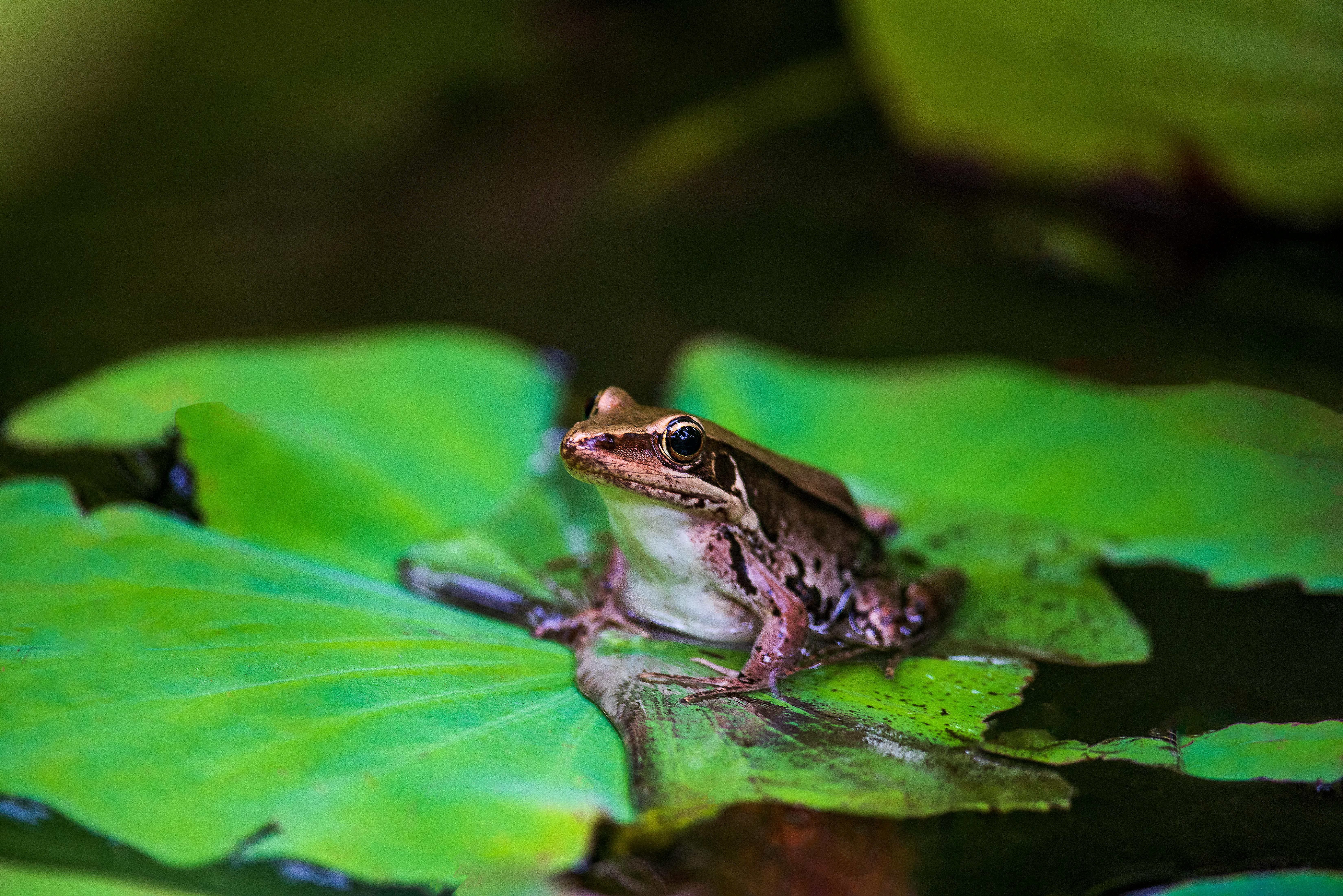 Wet Frog Sitting on Green Leaf · Free Stock Photo