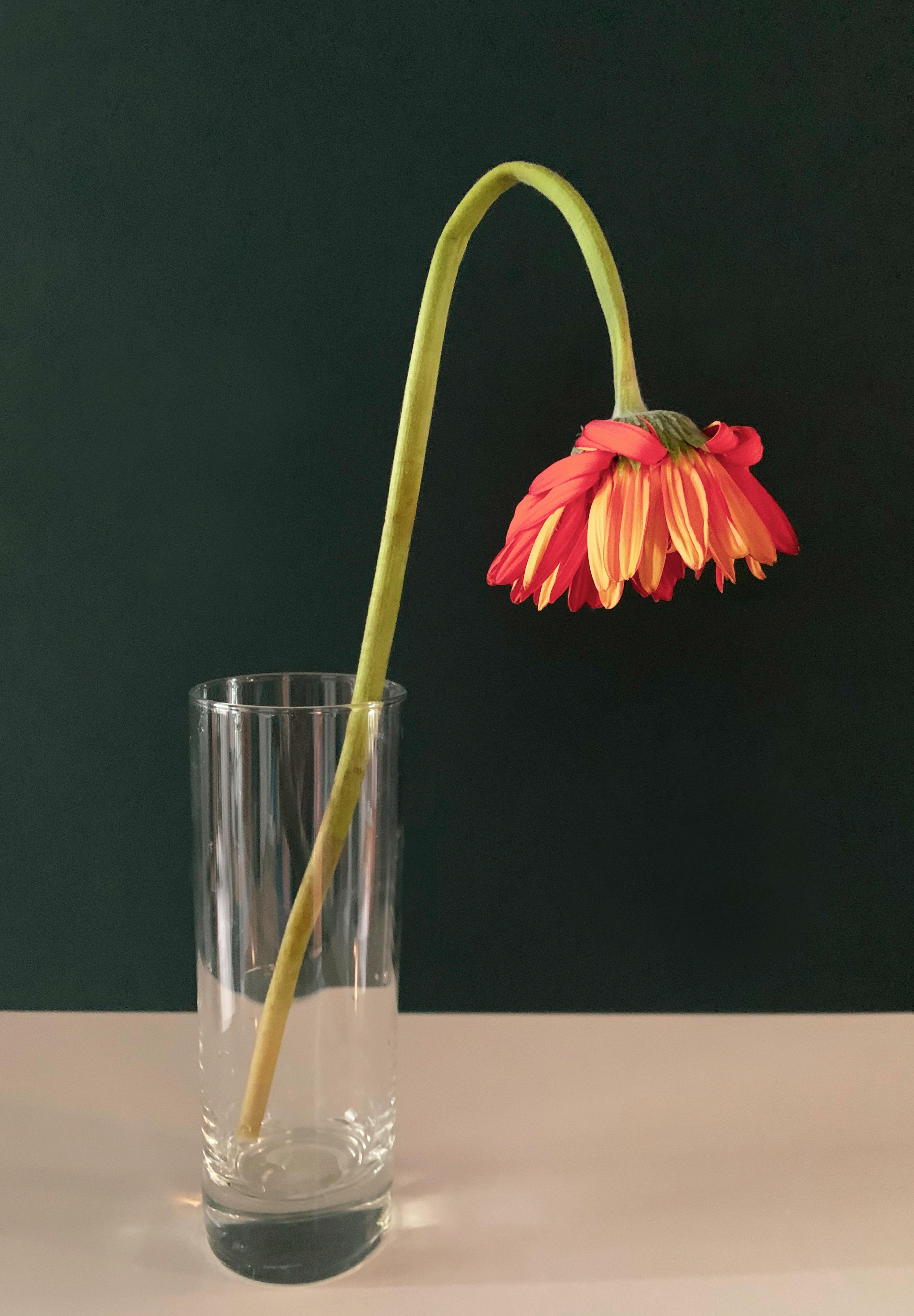 A Flower in a Glass · Free Stock Photo