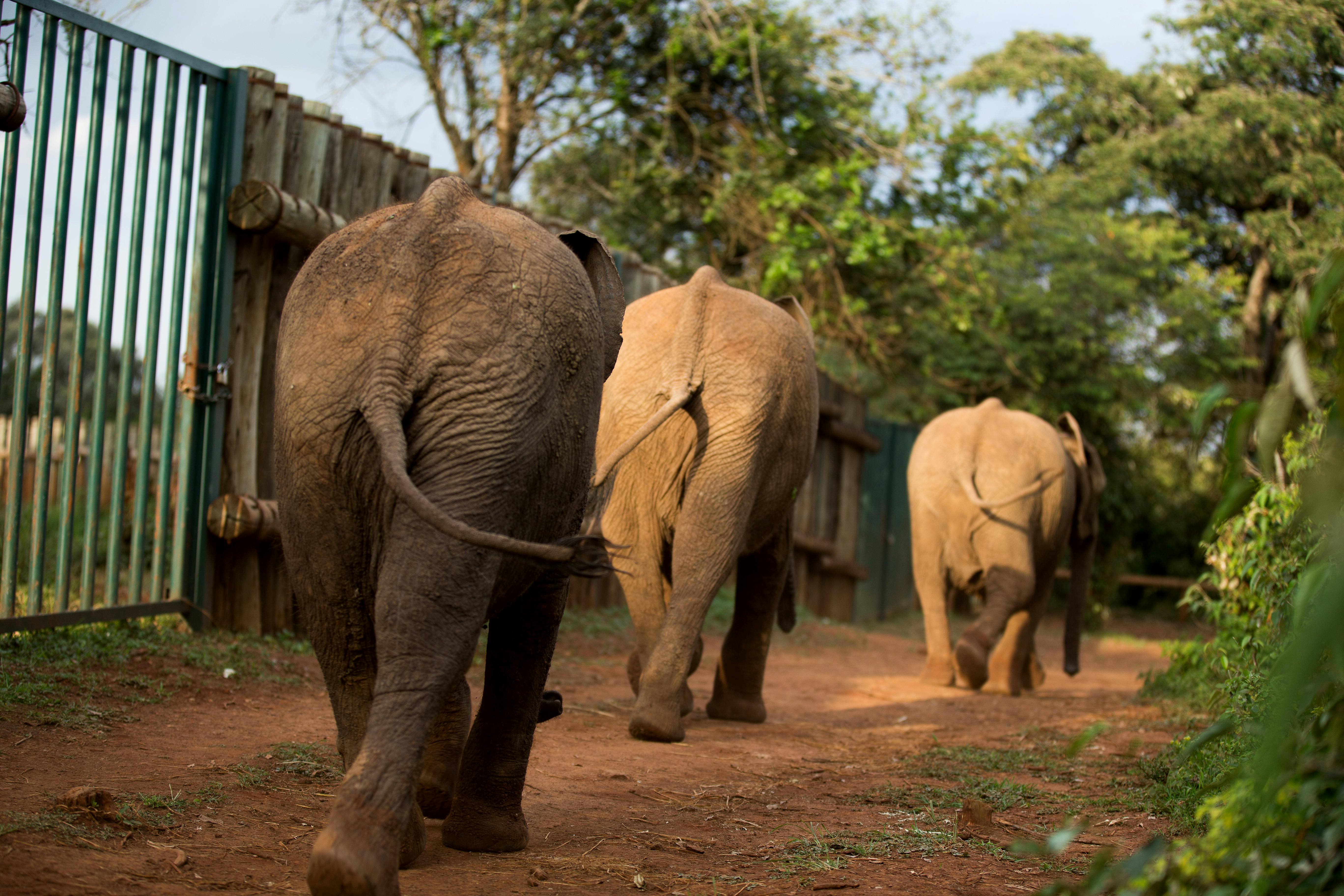 Group of Elephants Leaning on Tree · Free Stock Photo