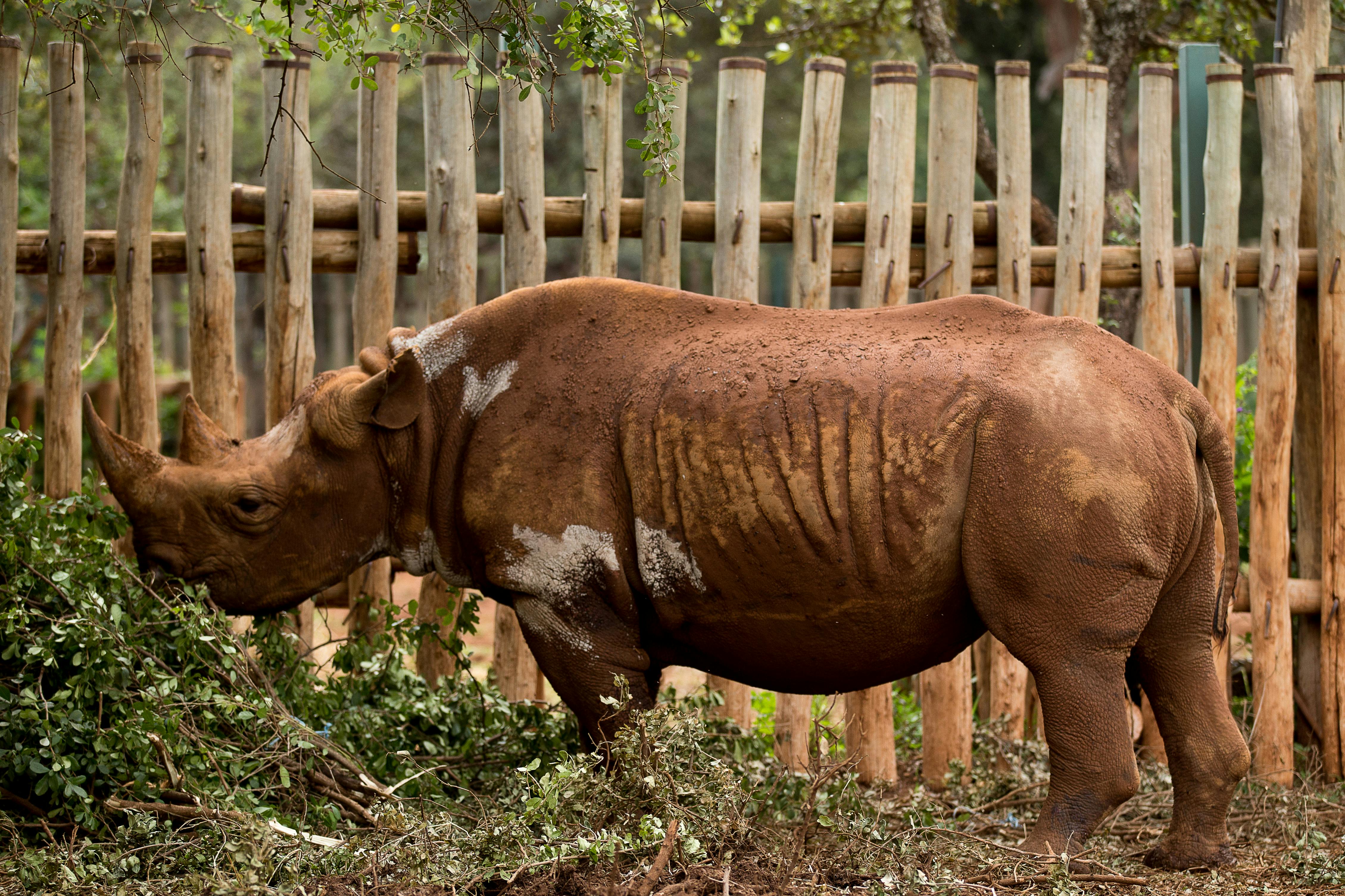 Grayscale Photo of a Rhinoceros · Free Stock Photo
