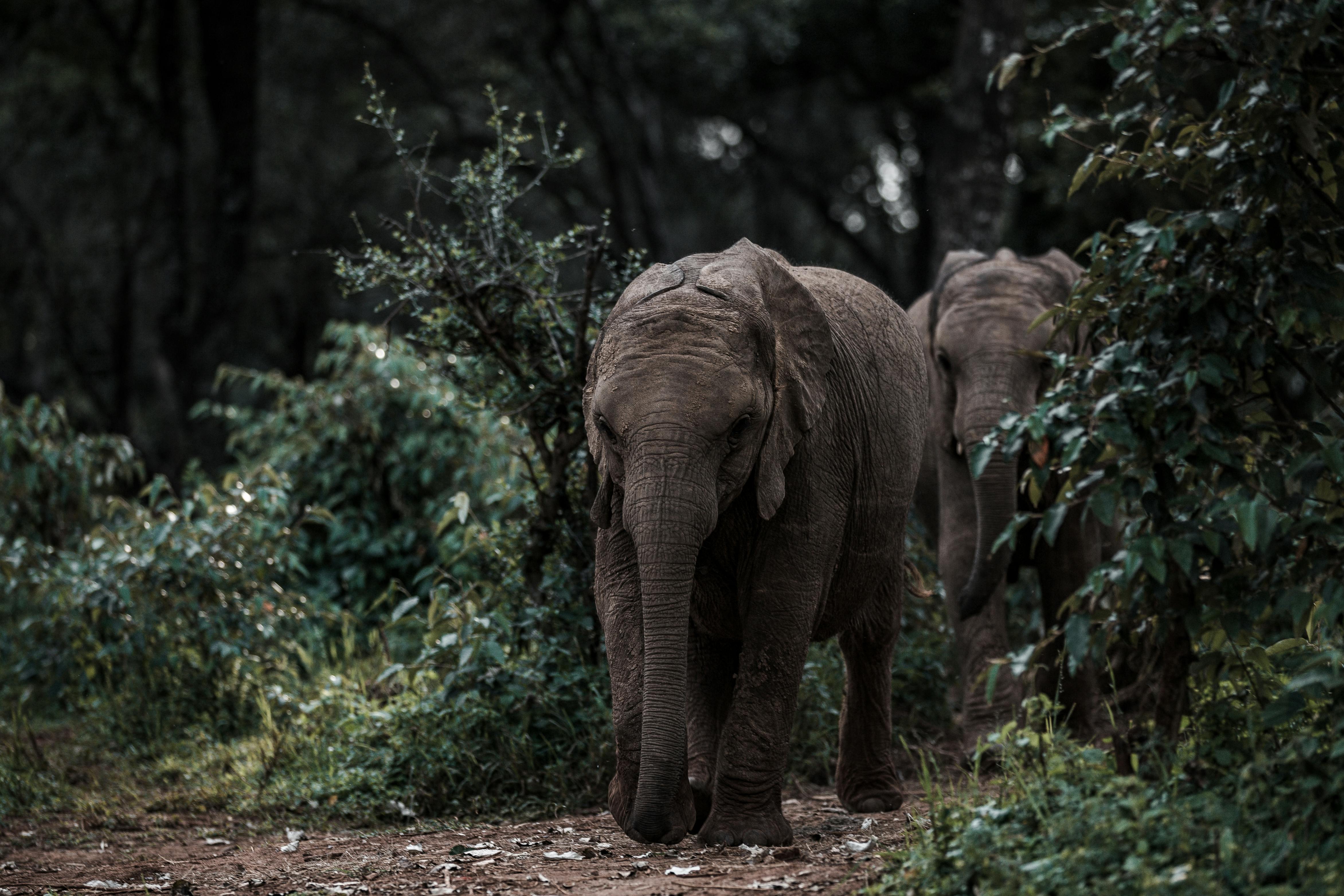 Group of Elephants Leaning on Tree · Free Stock Photo