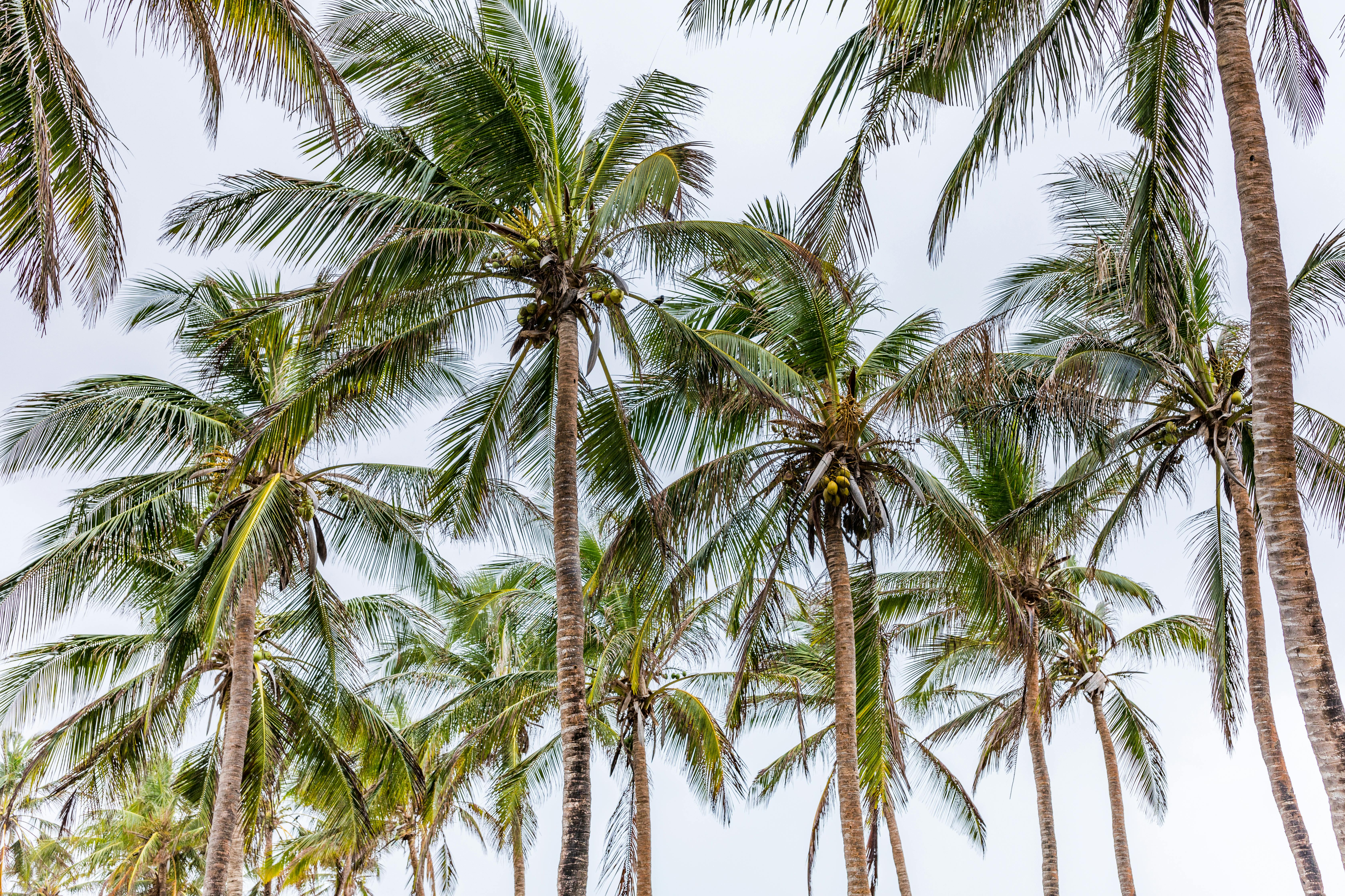 A Coconut Tree with Crooked Trunk · Free Stock Photo