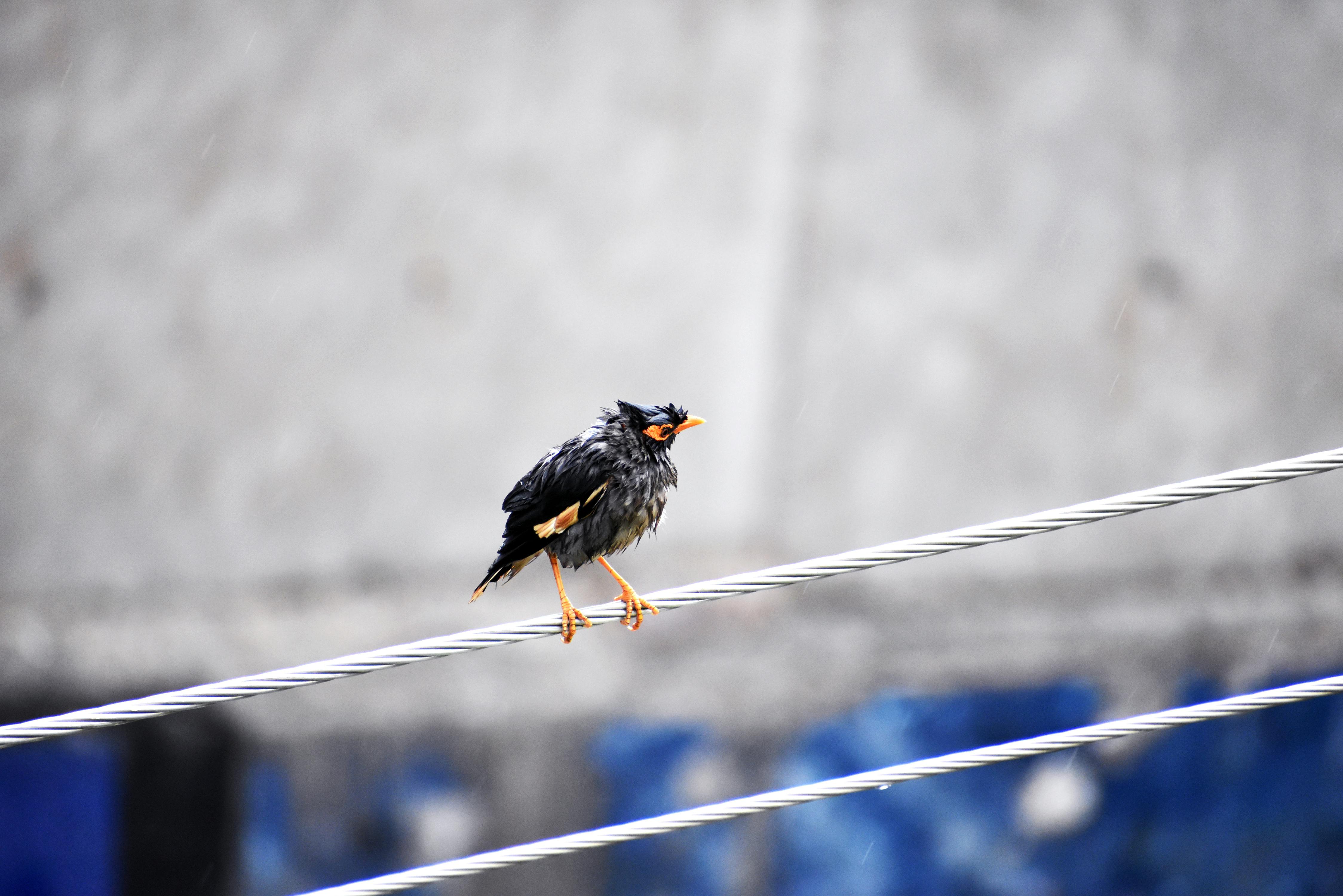Focus Photography of Flying Hummingbird · Free Stock Photo