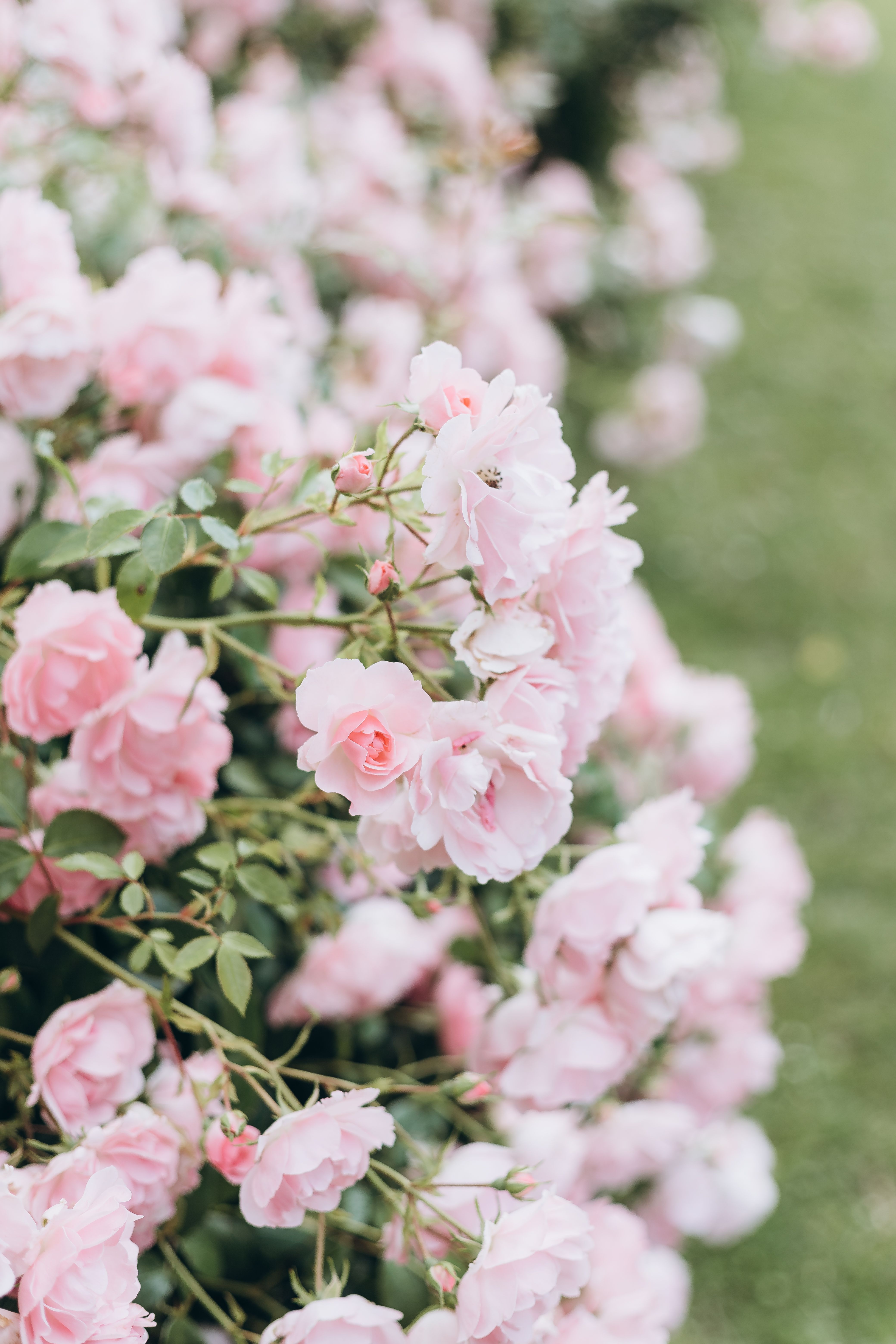 Close Up Photo of Small Pink Roses · Free Stock Photo