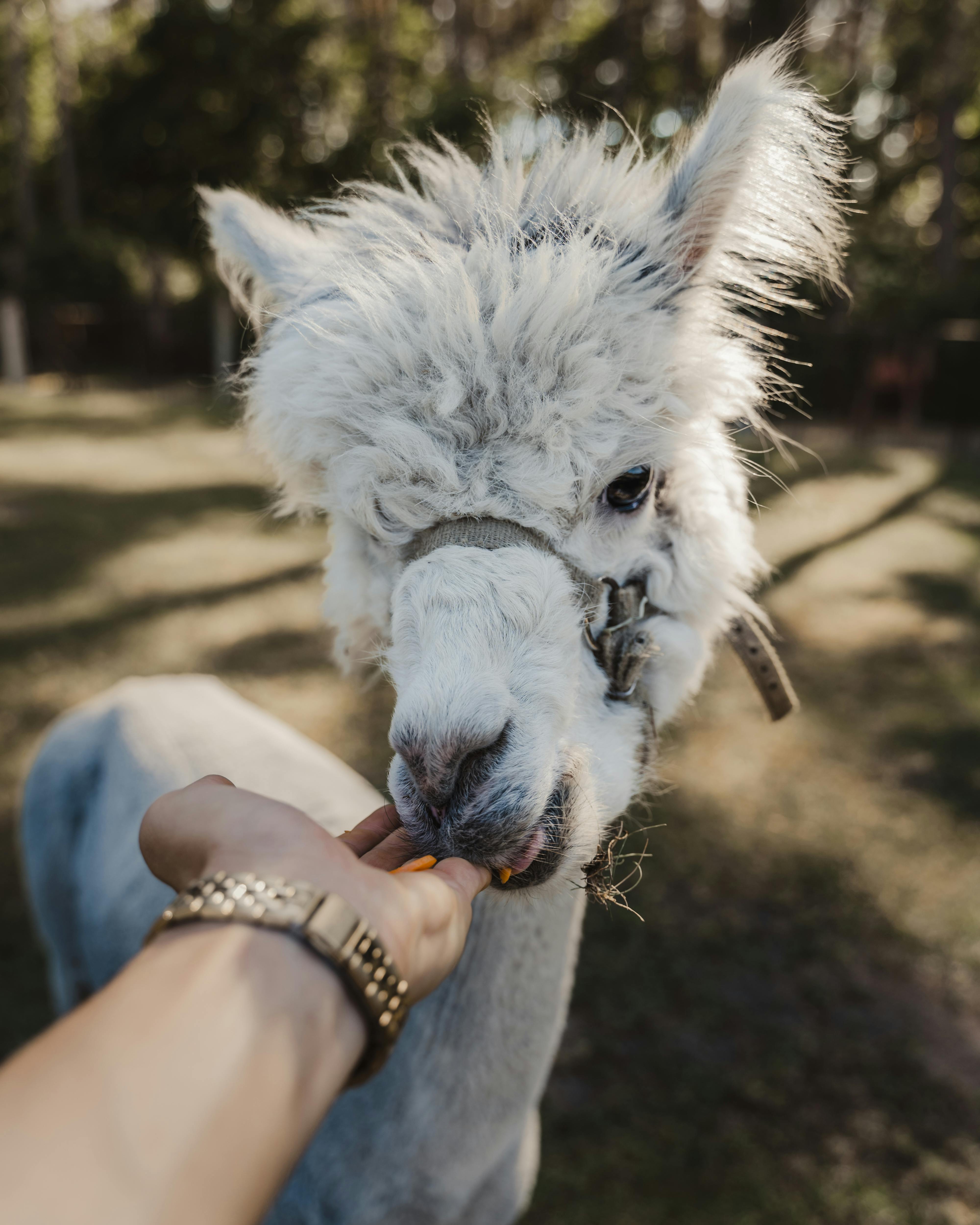Two Young Alpacas Running Outdoors · Free Stock Photo