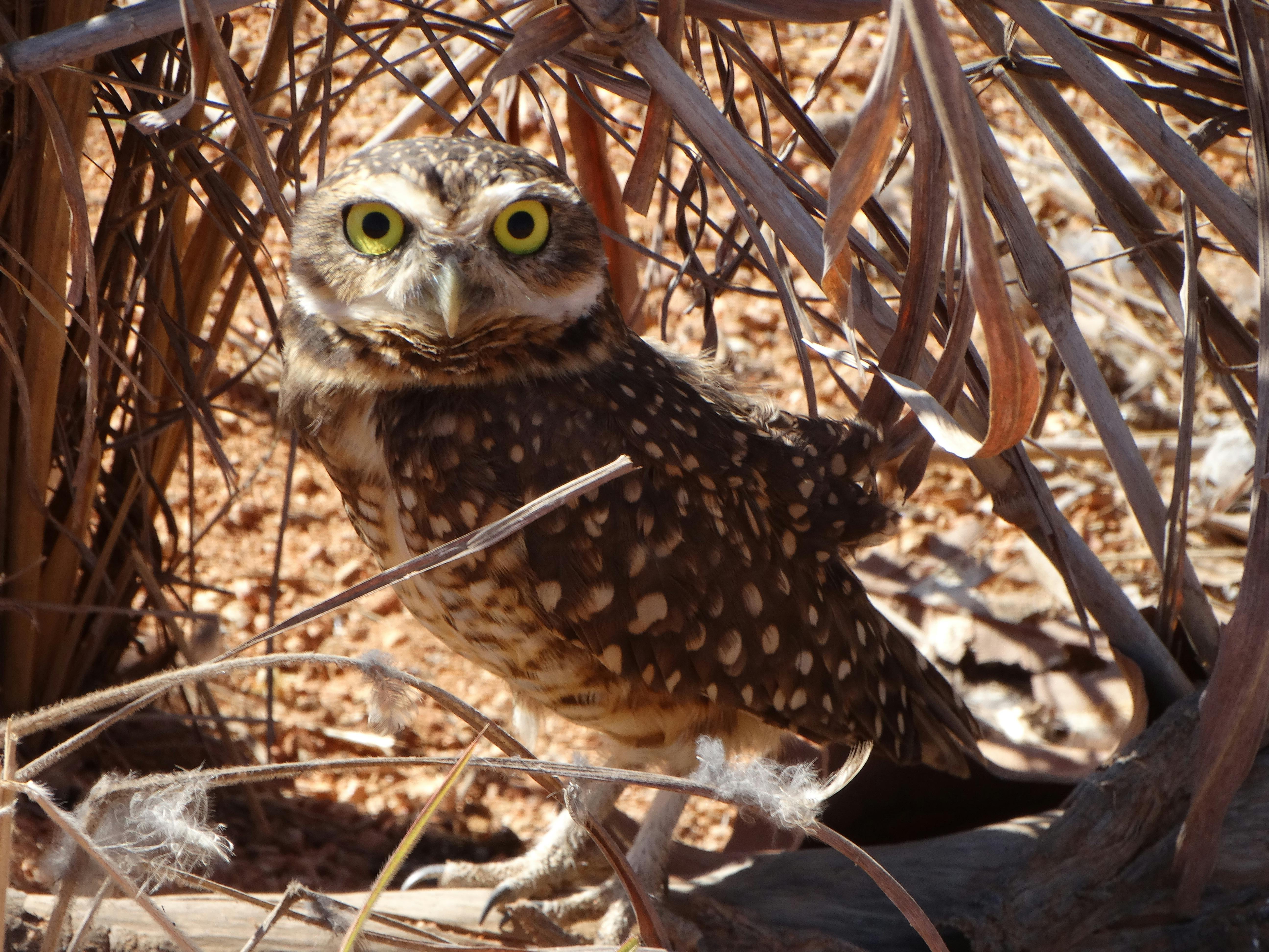 Owl sitting on dry log · Free Stock Photo