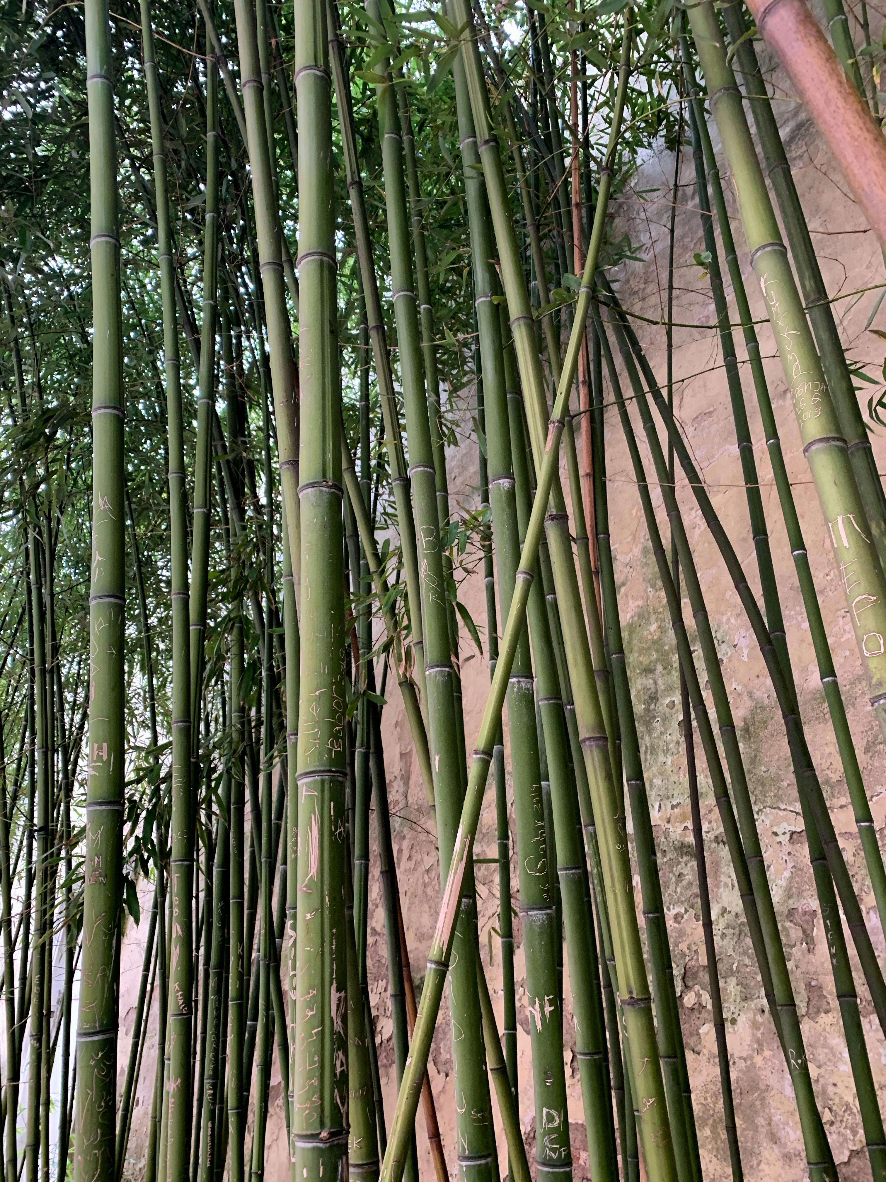 Close up of Bamboo Trees · Free Stock Photo