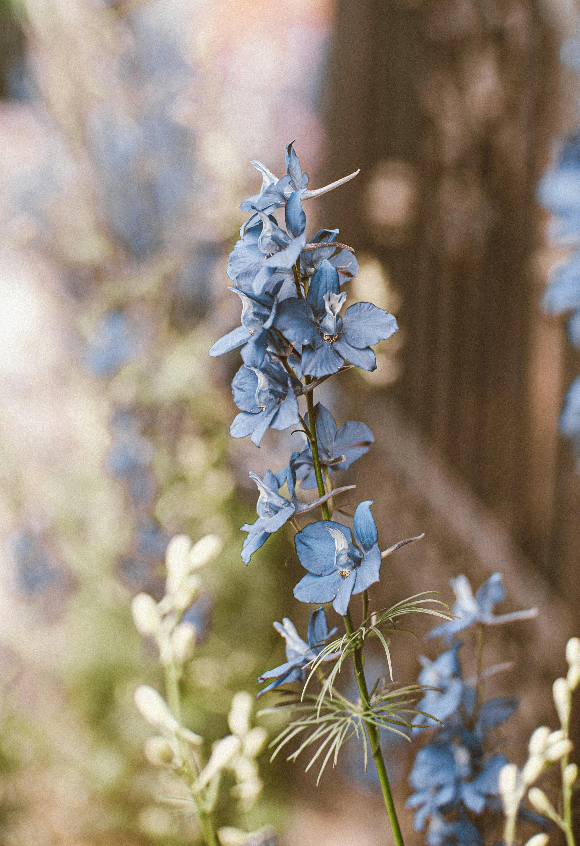 Larkspur Photos, Download The BEST Free Larkspur Stock Photos & HD Images