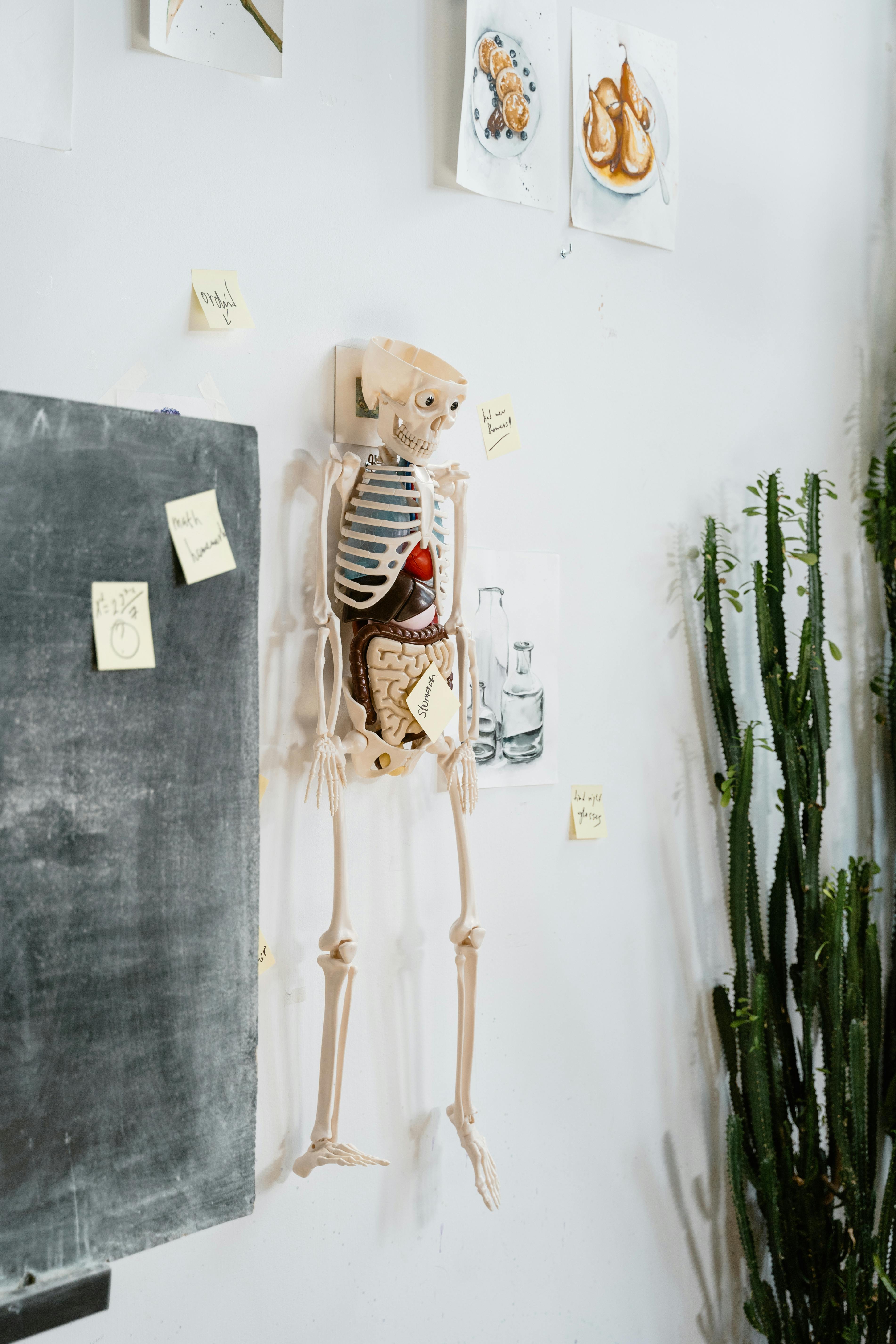 A Skeleton Hanged on a Wall · Free Stock Photo