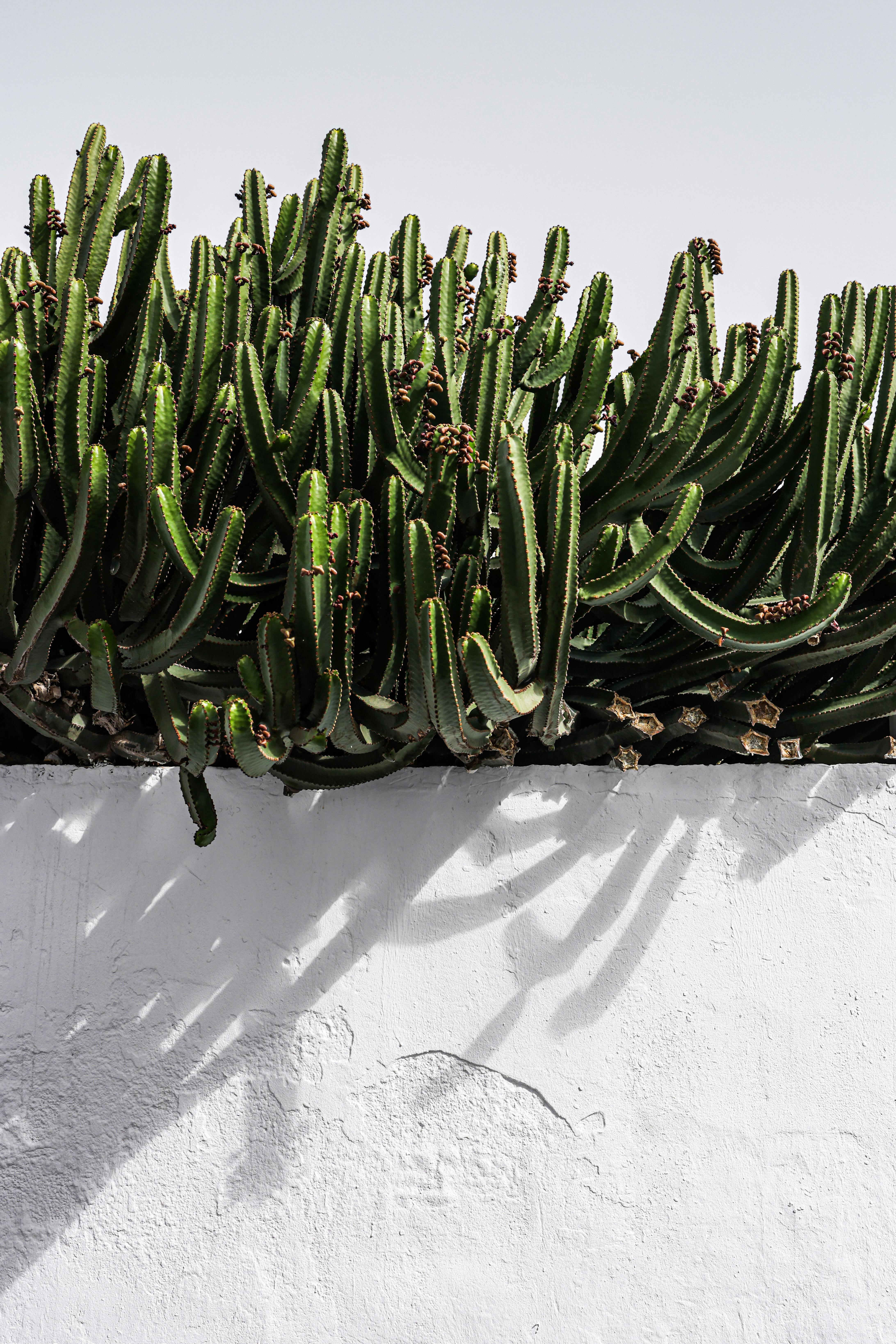 Cactus Textures Photos, Download The BEST Free Cactus Textures Stock ...