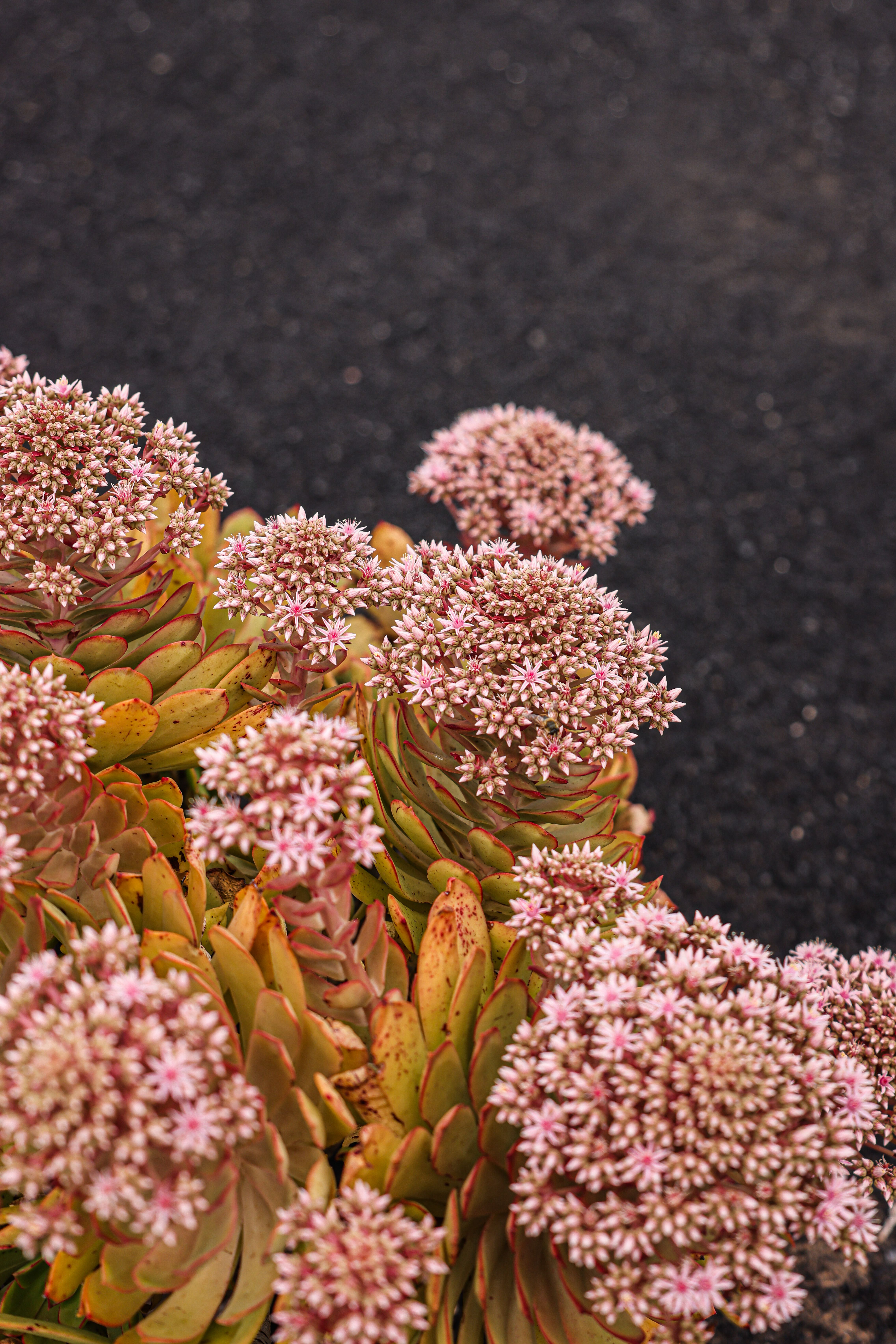 Pink Flowers in Close Up Photography · Free Stock Photo