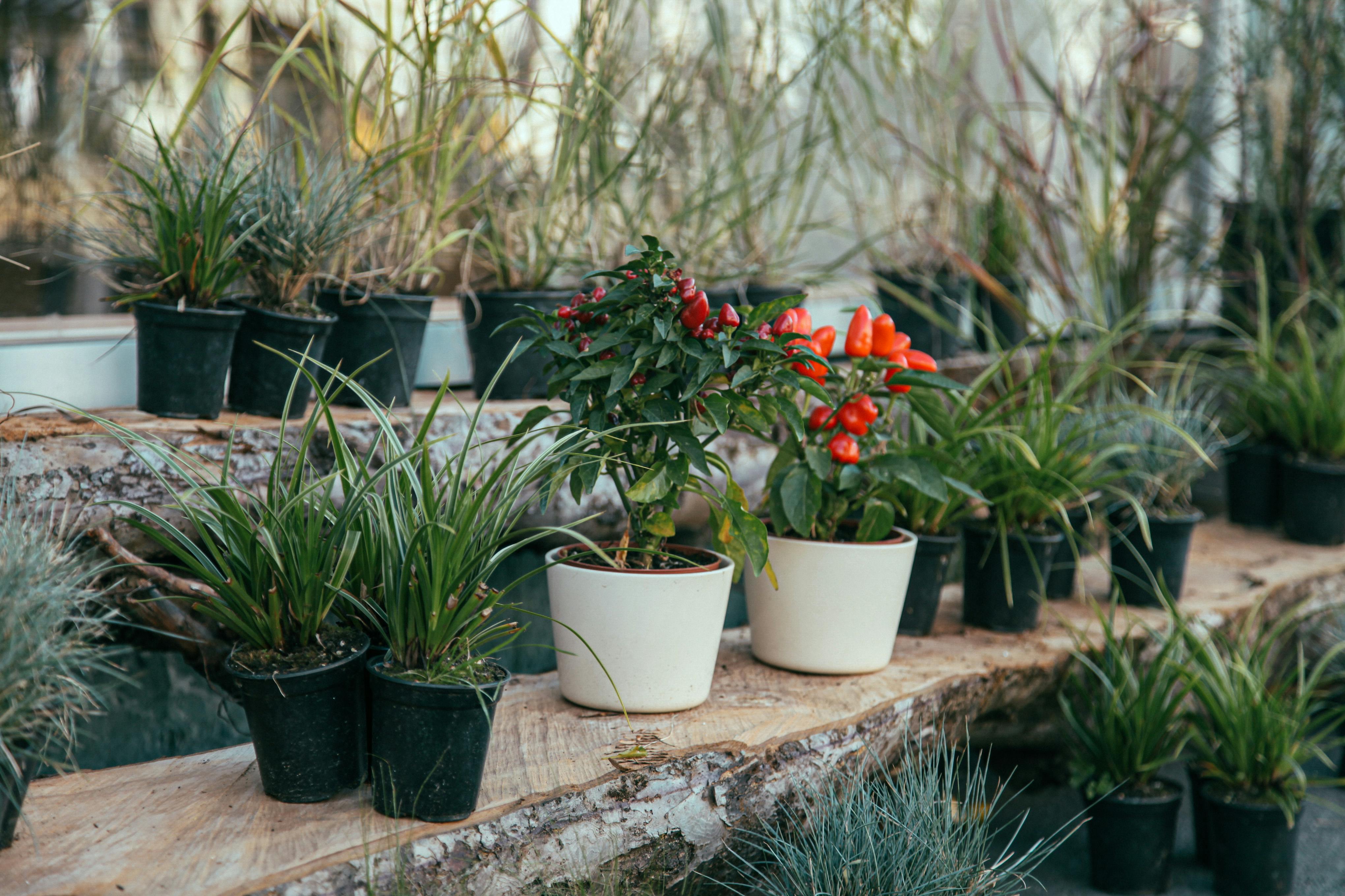 100,000+ Best Plant Photography Photos · 100% Free Download · Pexels ...