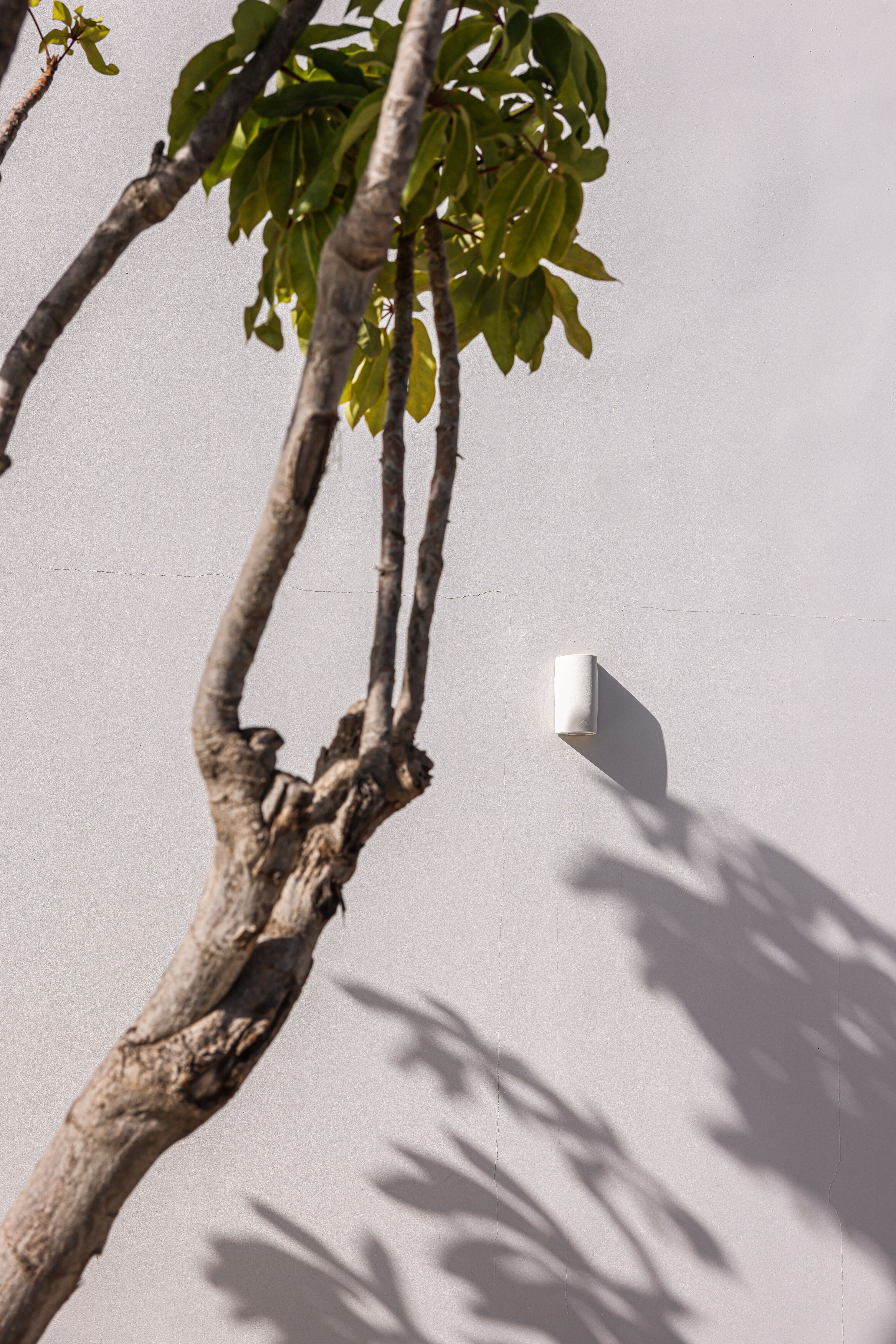 Green Plant Near Concrete Wall · Free Stock Photo