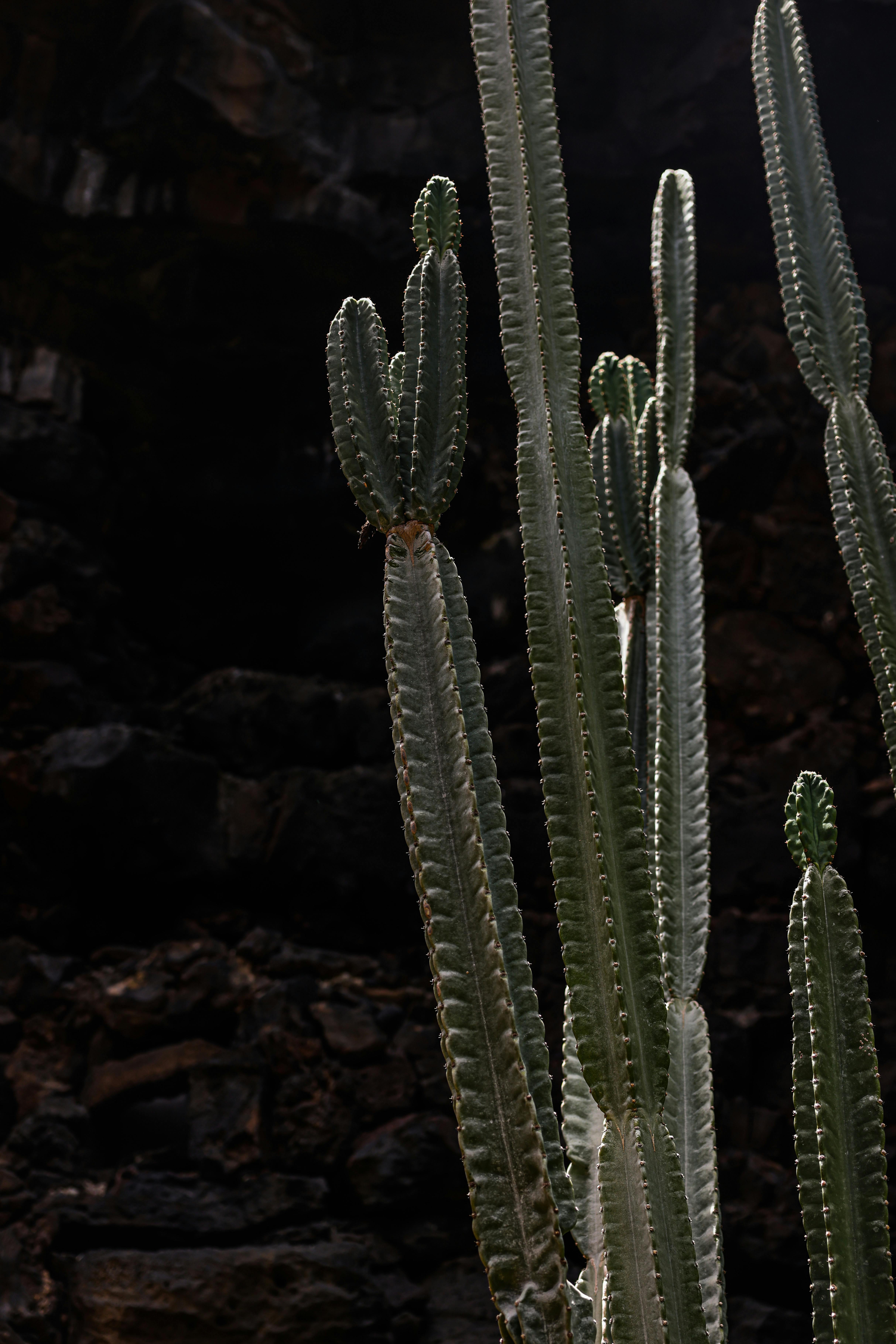A Spiny Cactus Plant · Free Stock Photo