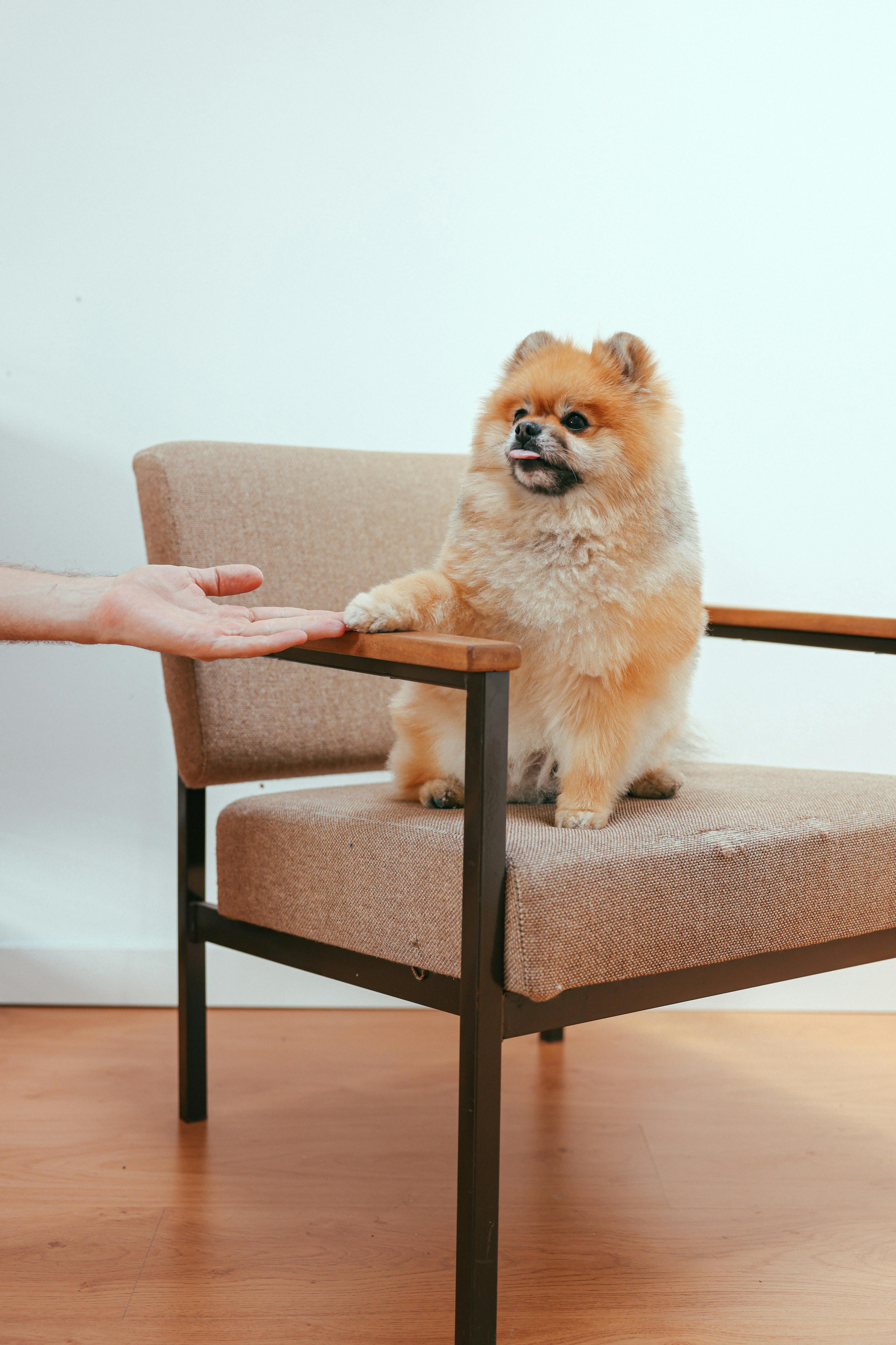 Paw Family Photos, Download The BEST Free Paw Family Stock Photos & HD ...