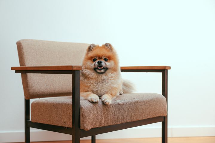 Japanese Spitz Pomeranian Mix: A Complete Guide for Owners