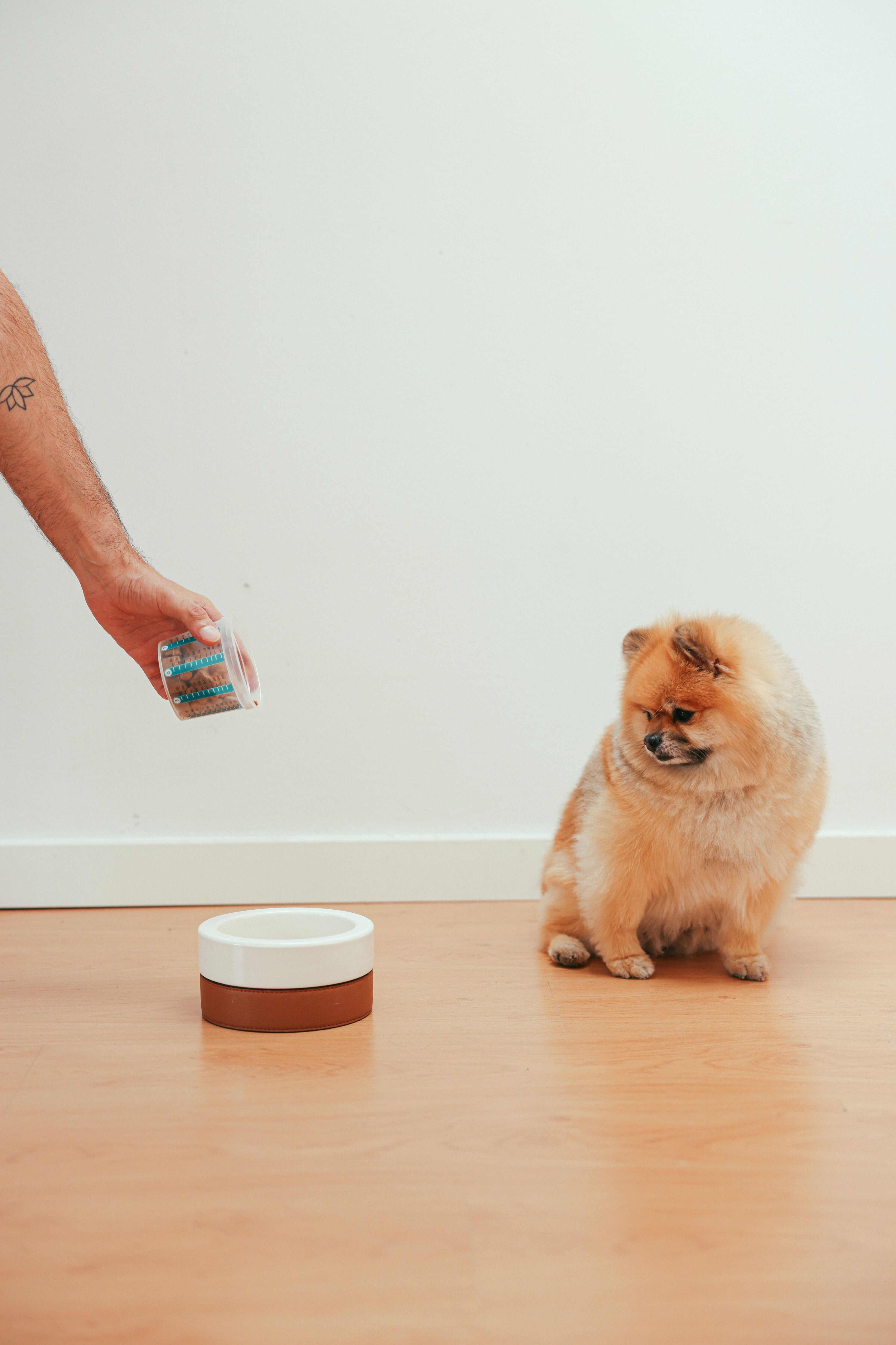 Indian Spitz Dog Food Photos, Download The BEST Free Indian Spitz Dog ...