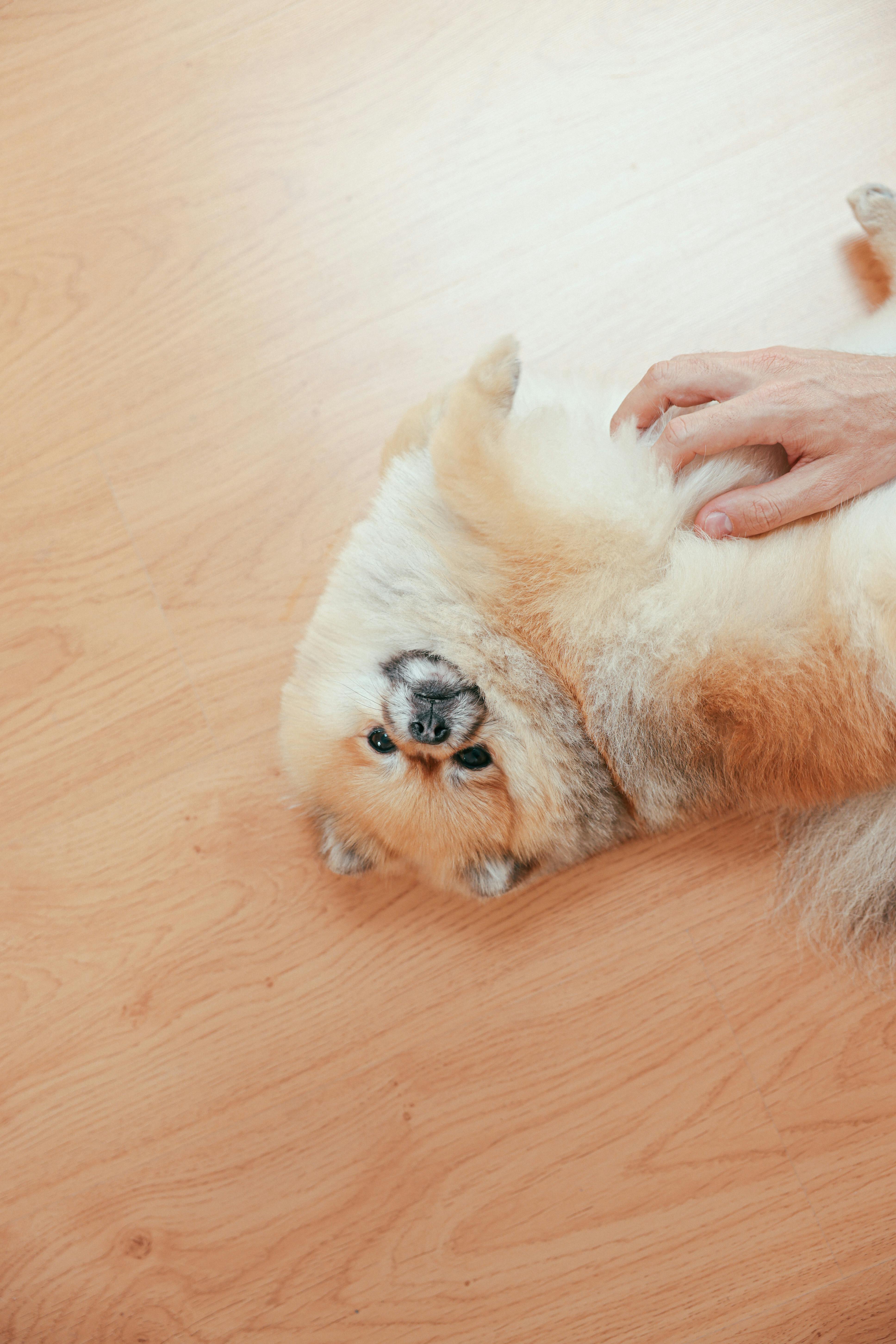Dog Rubbing Photos, Download The BEST Free Dog Rubbing Stock Photos ...