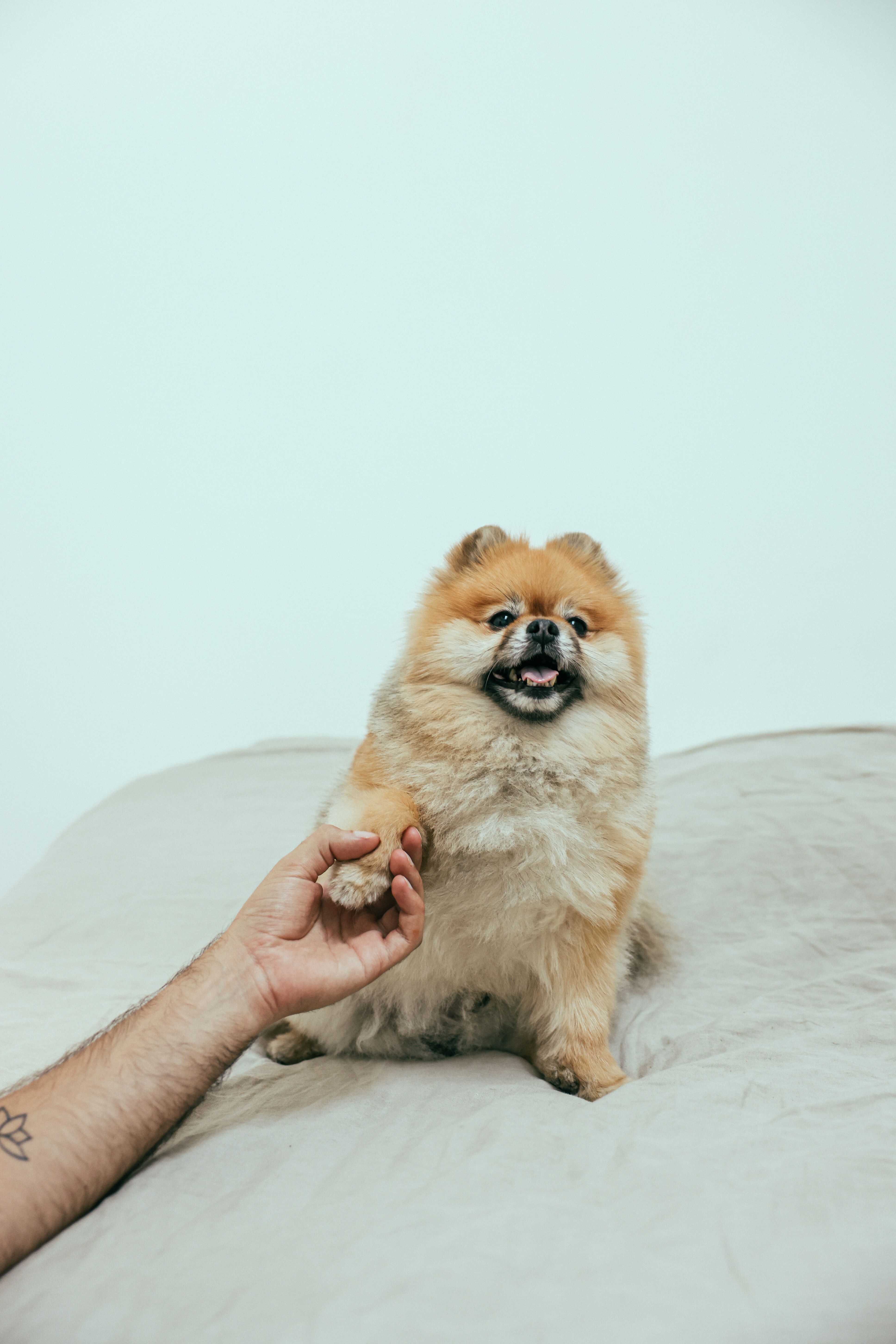 Dog Feet Photos, Download The BEST Free Dog Feet Stock Photos & HD Images