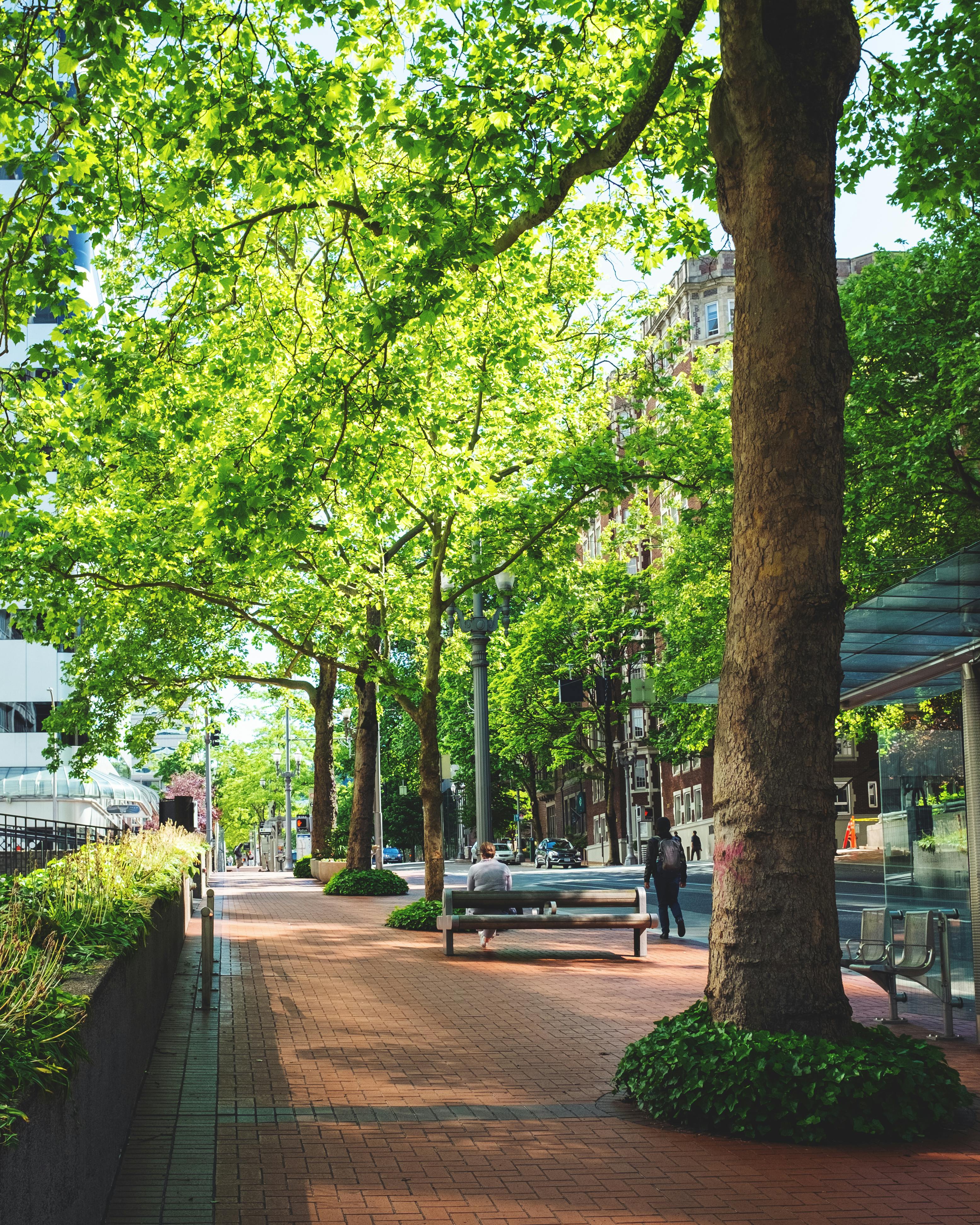 Green Trees on Sidewalk · Free Stock Photo