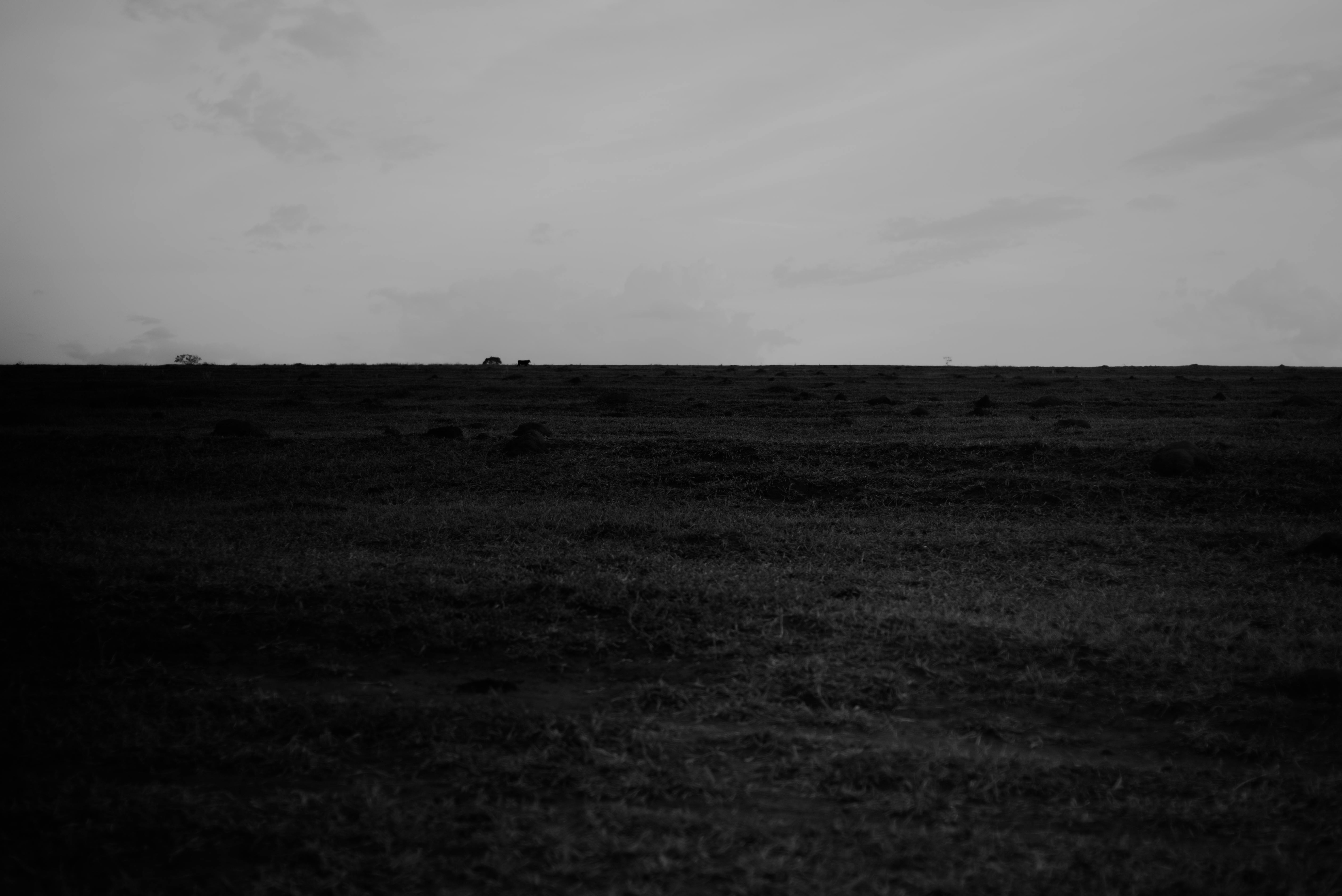 Grayscale Photo of a Grassy Field · Free Stock Photo