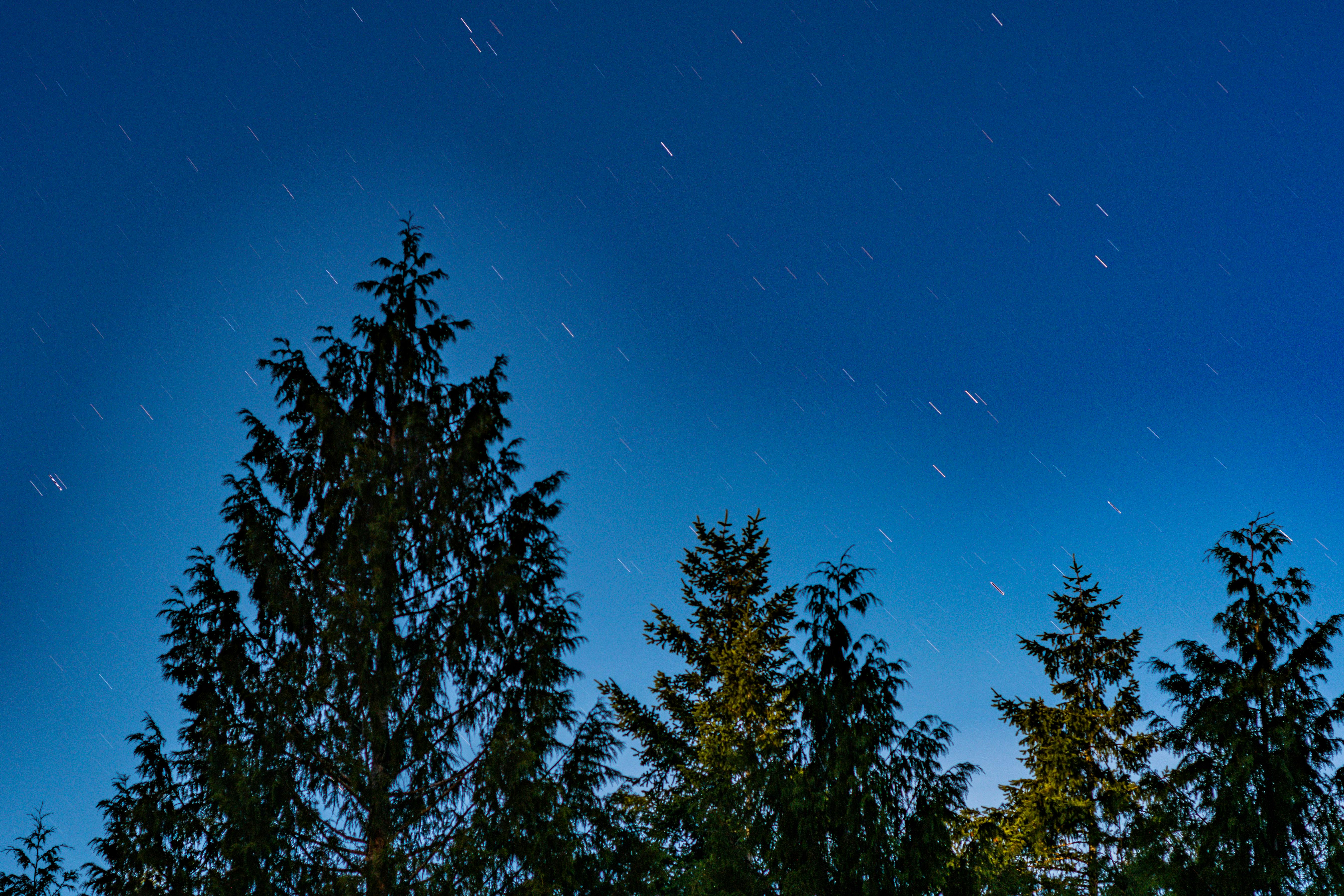 Trees under Stars · Free Stock Photo