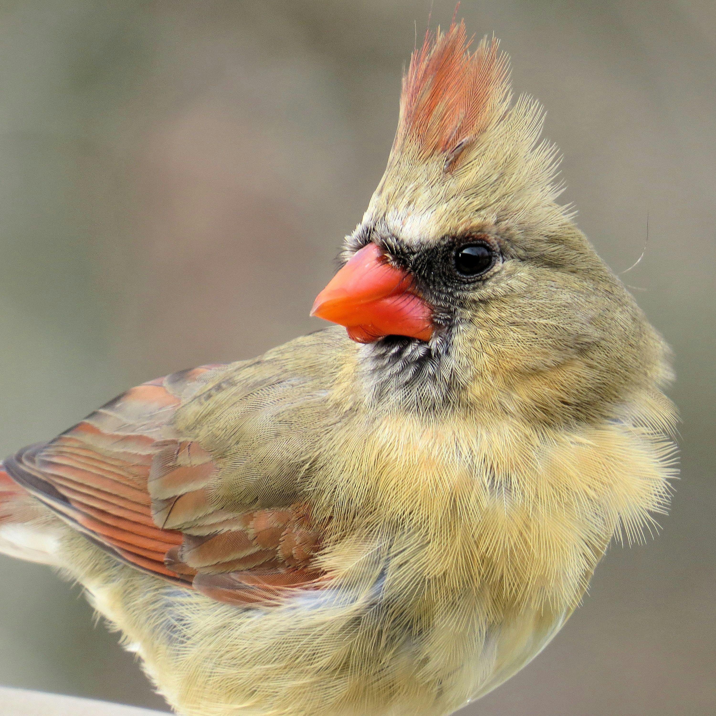 Free stock photo of angry, cardinal, female cardinal