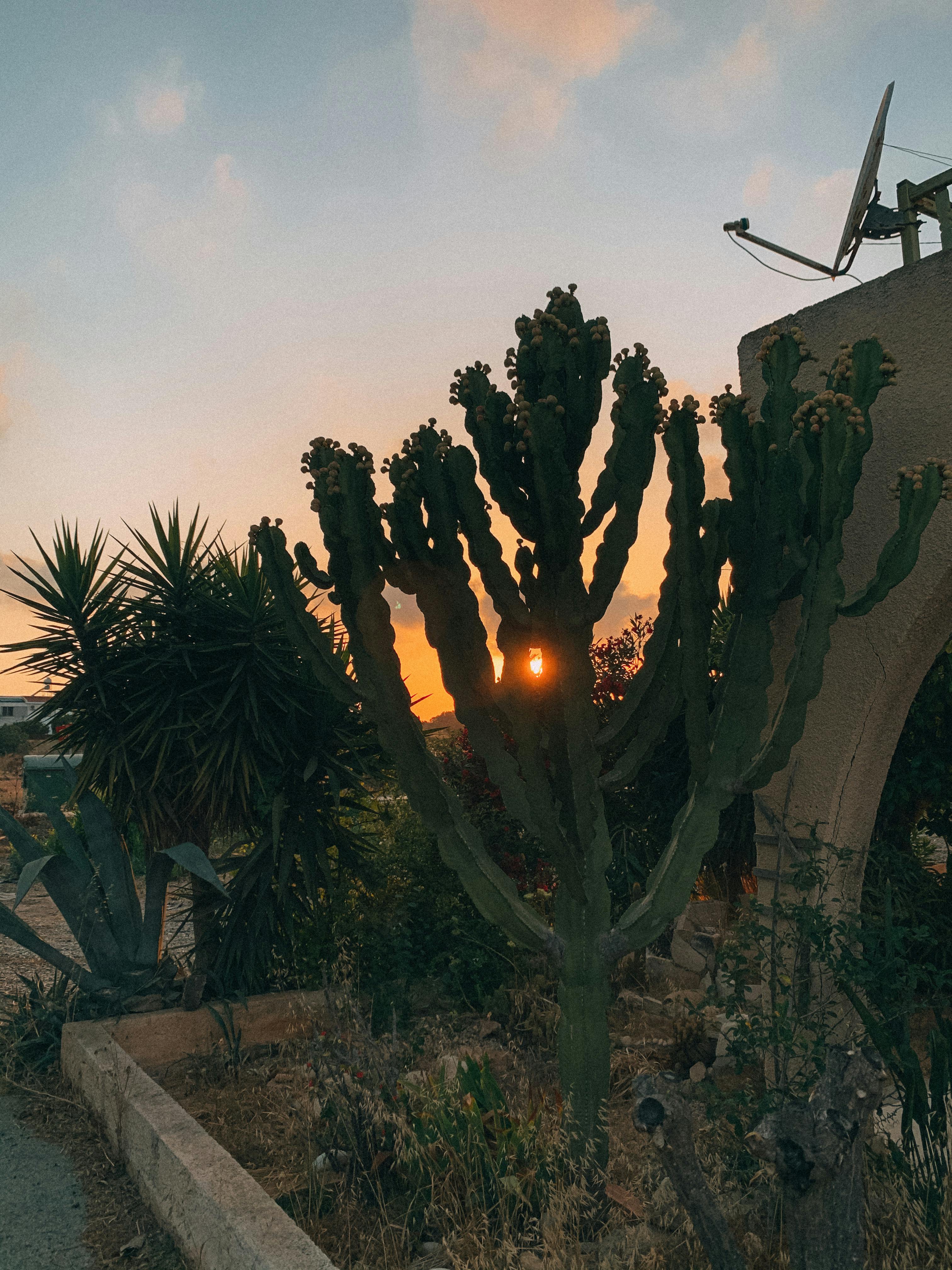 Cactus Sunset Photos, Download The BEST Free Cactus Sunset Stock Photos ...