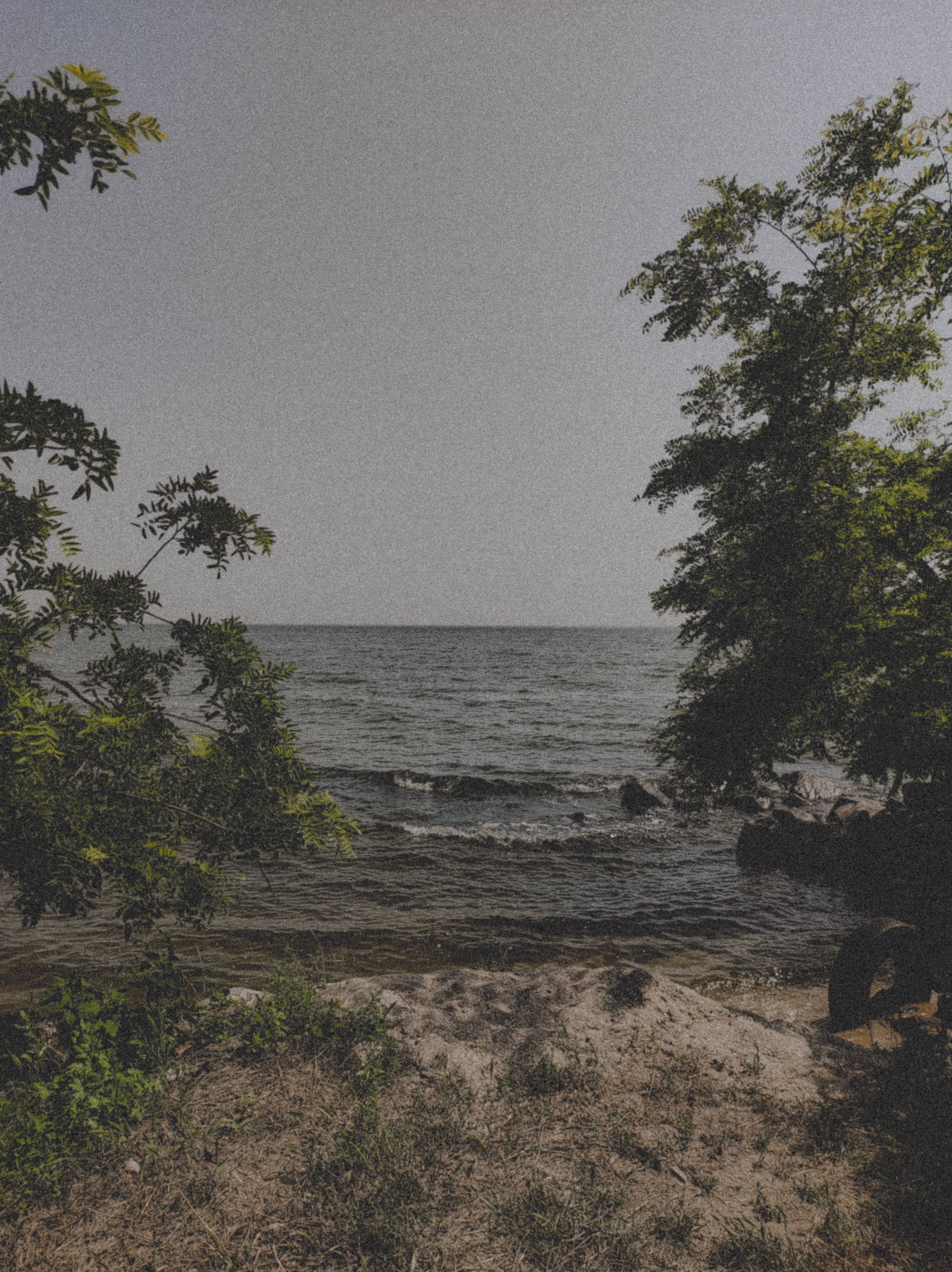 Green Pine Tree Near the Sea · Free Stock Photo