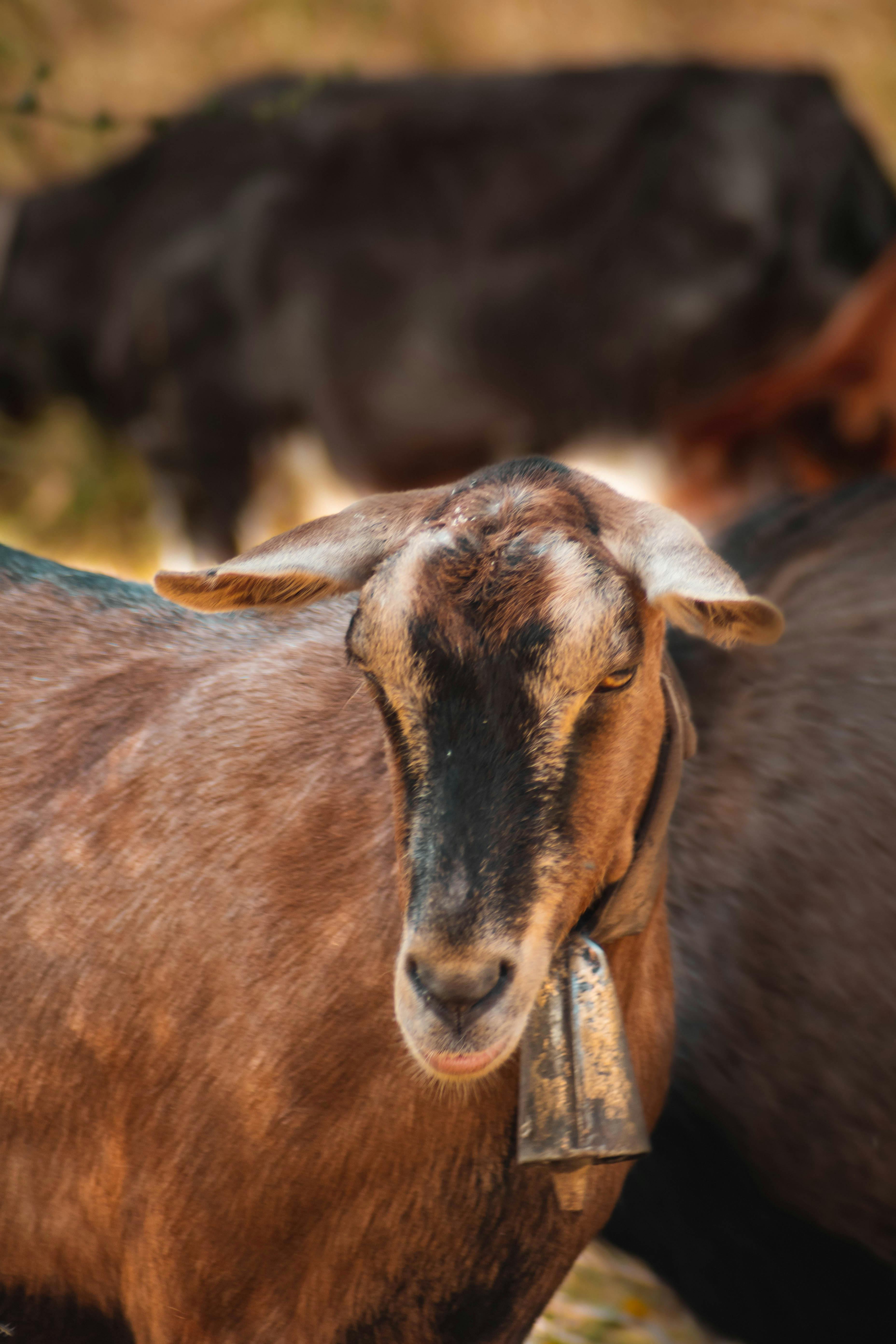 Portrait of Domestic Goats in Rural Setting · Free Stock Photo