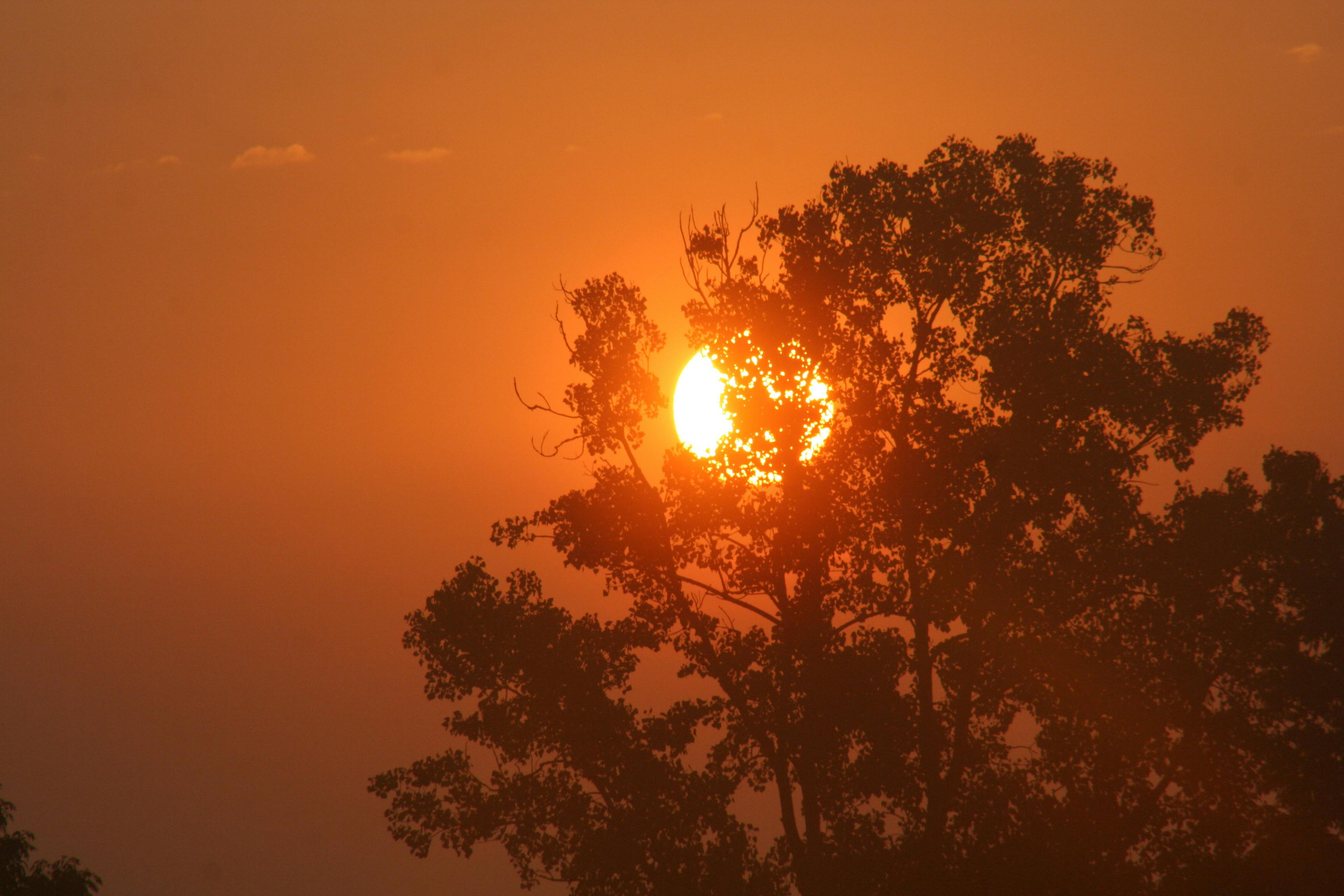 Free stock photo of behind, bright, bright day