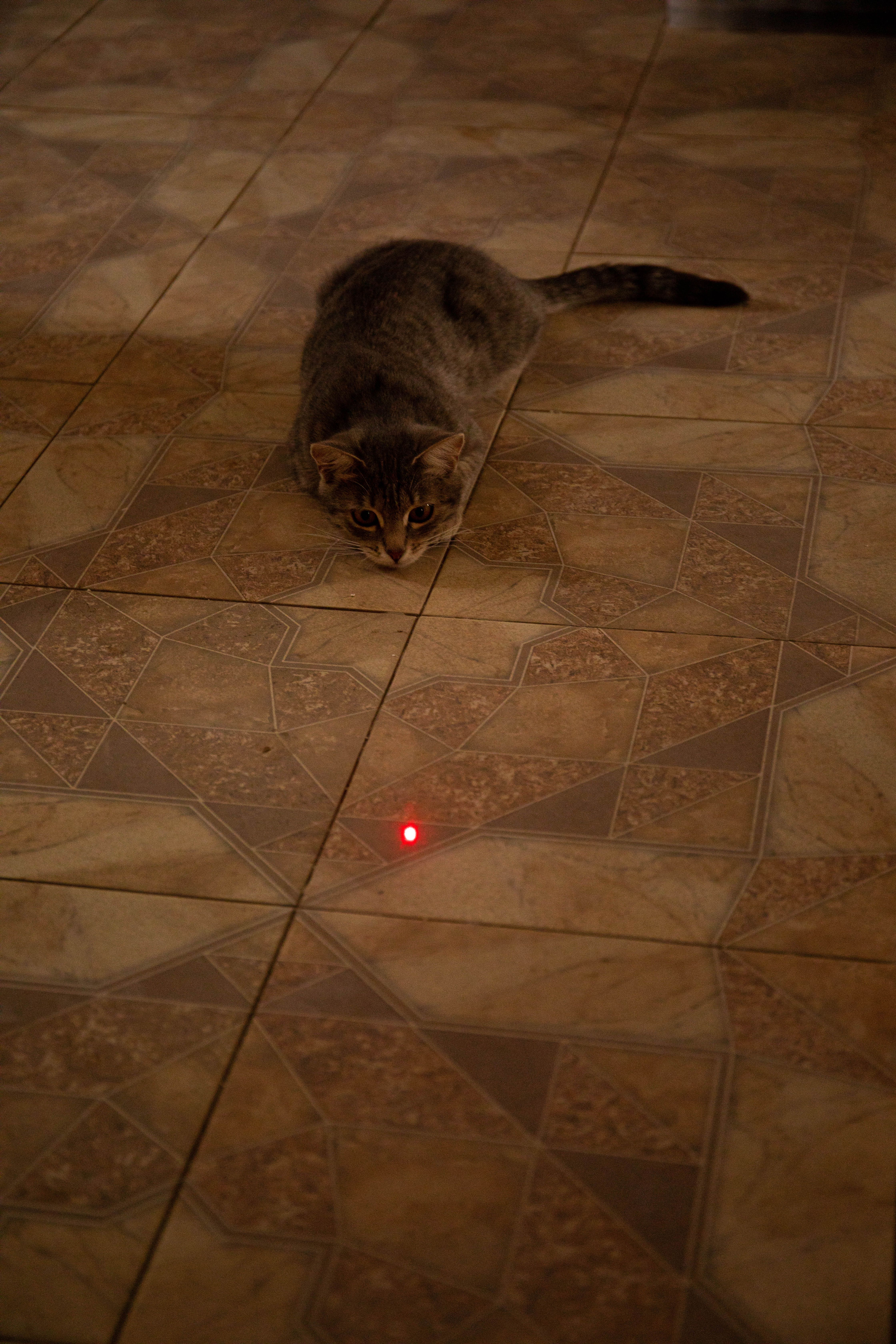 Cat Chasing Laser Pointers Photos, Download The BEST Free Cat Chasing ...