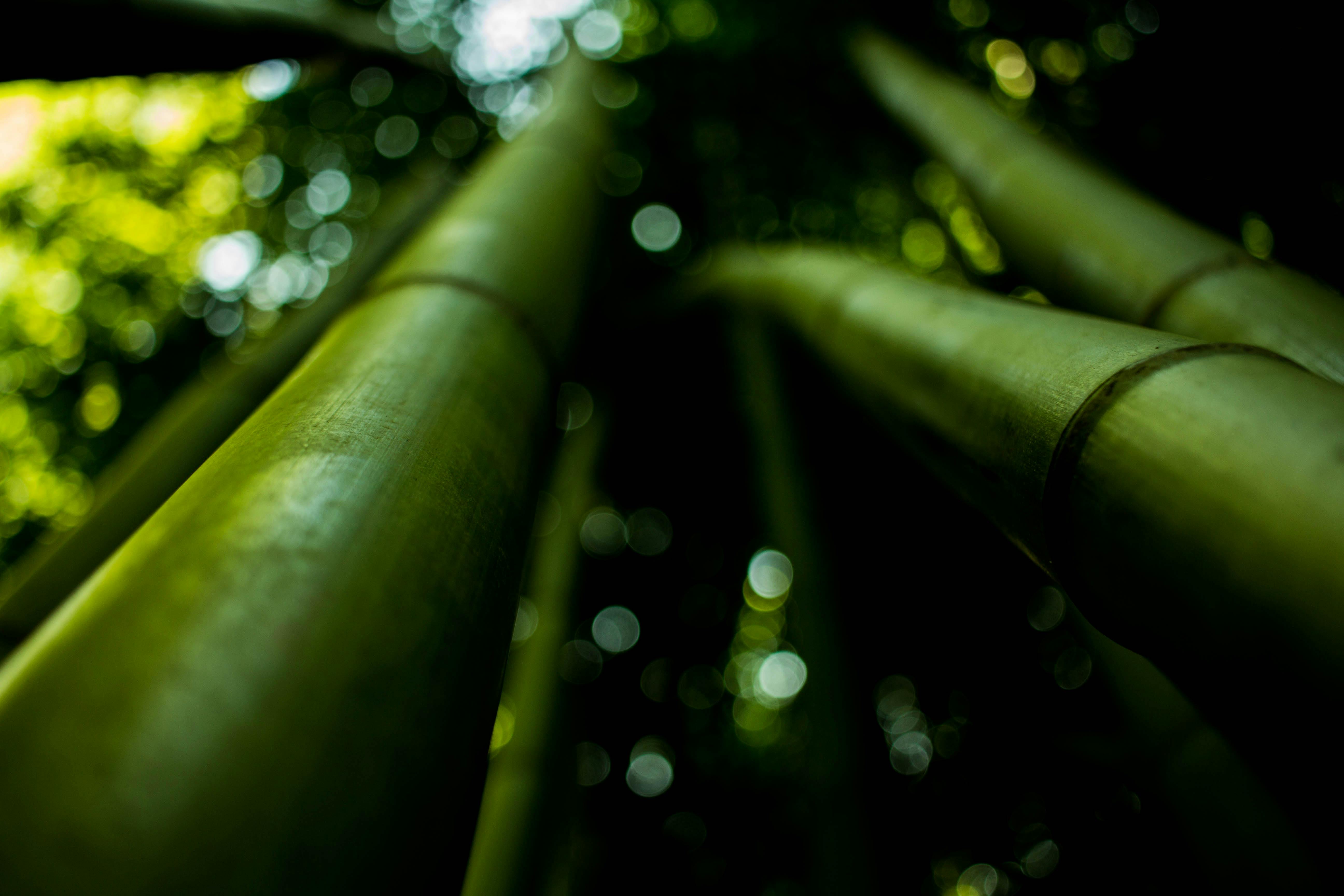 Bamboo Stems Macro Photography · Free Stock Photo