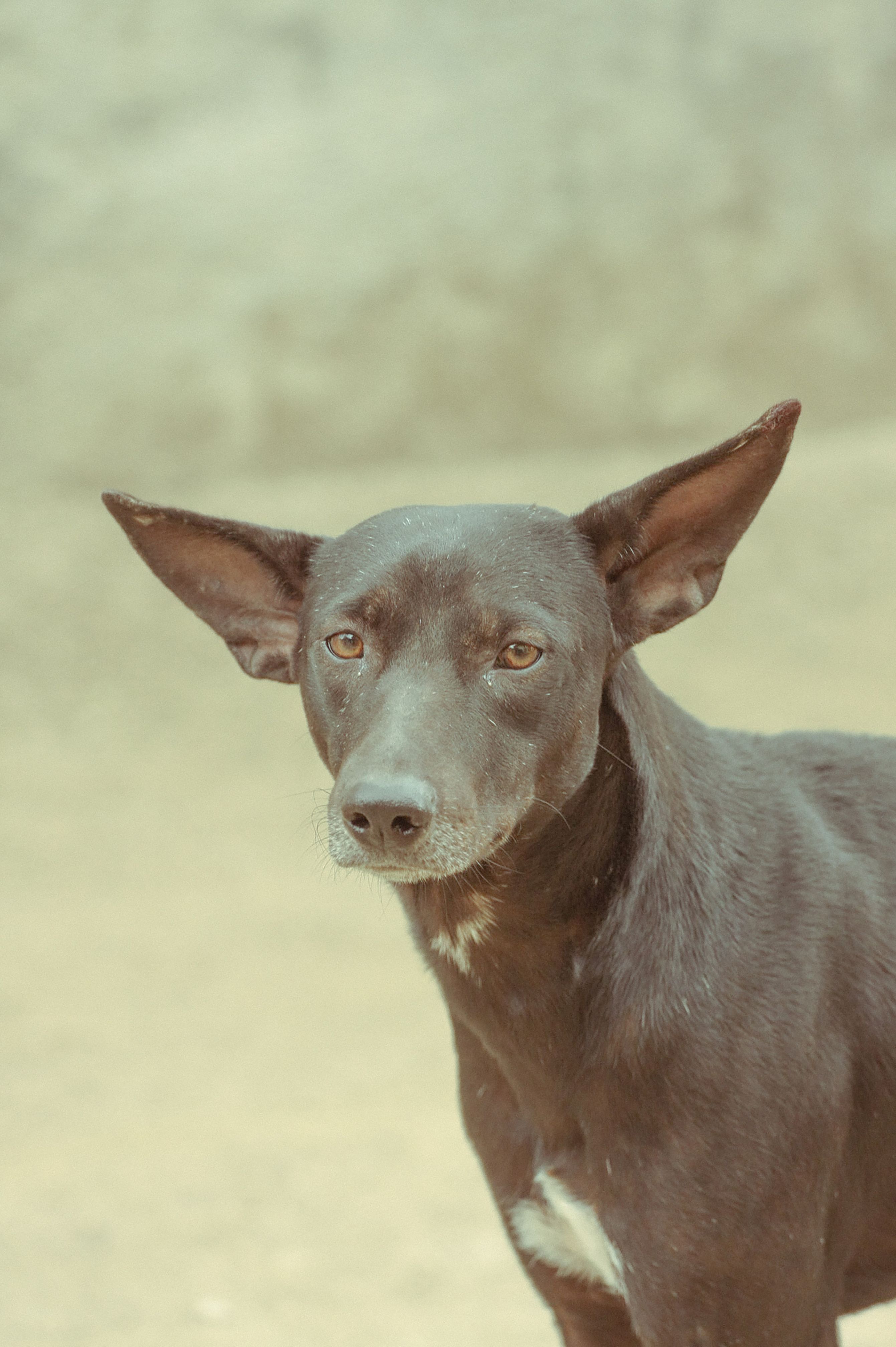 Person Cuddling a Dog · Free Stock Photo