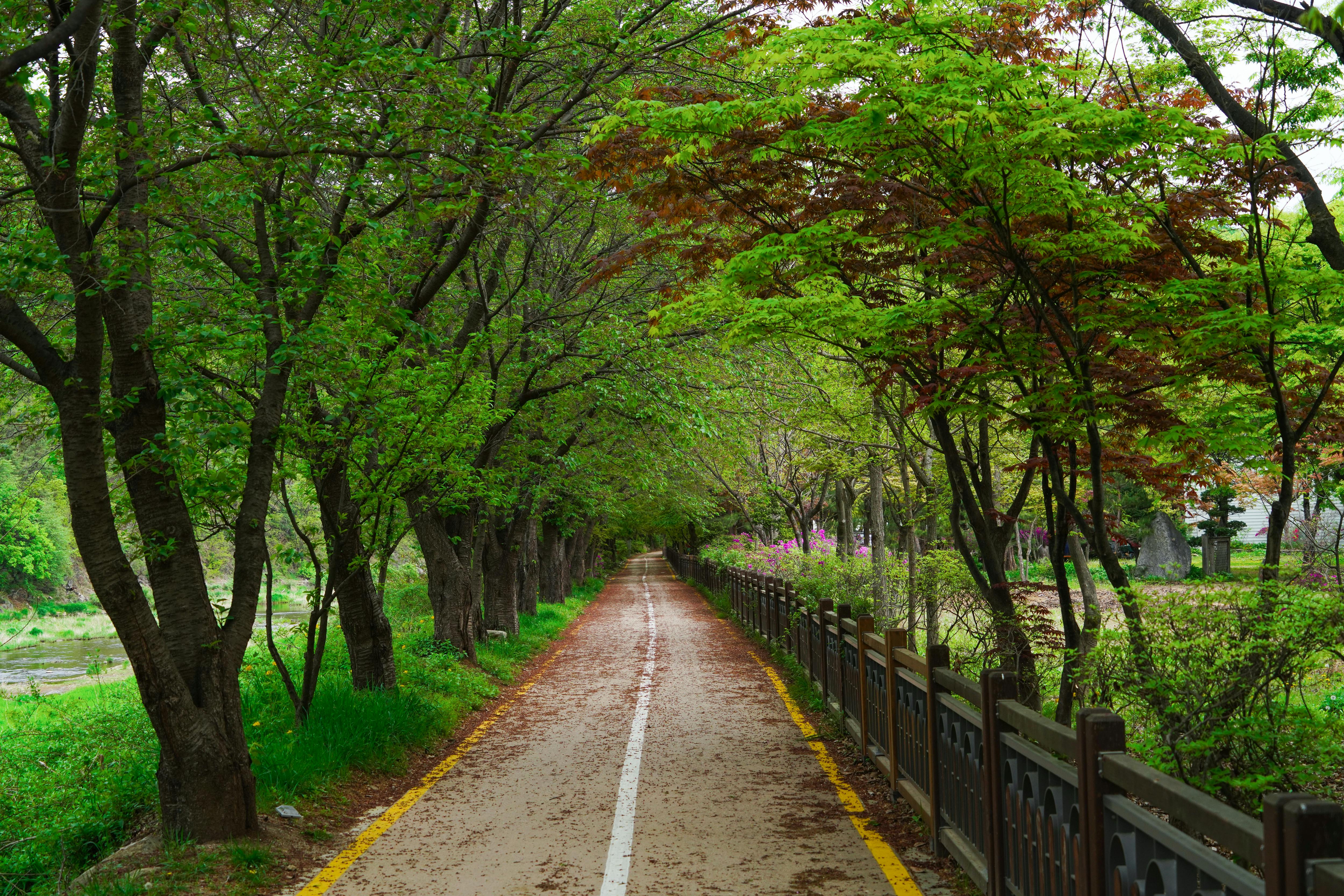 A Pathway Between Green Trees in a Park · Free Stock Photo