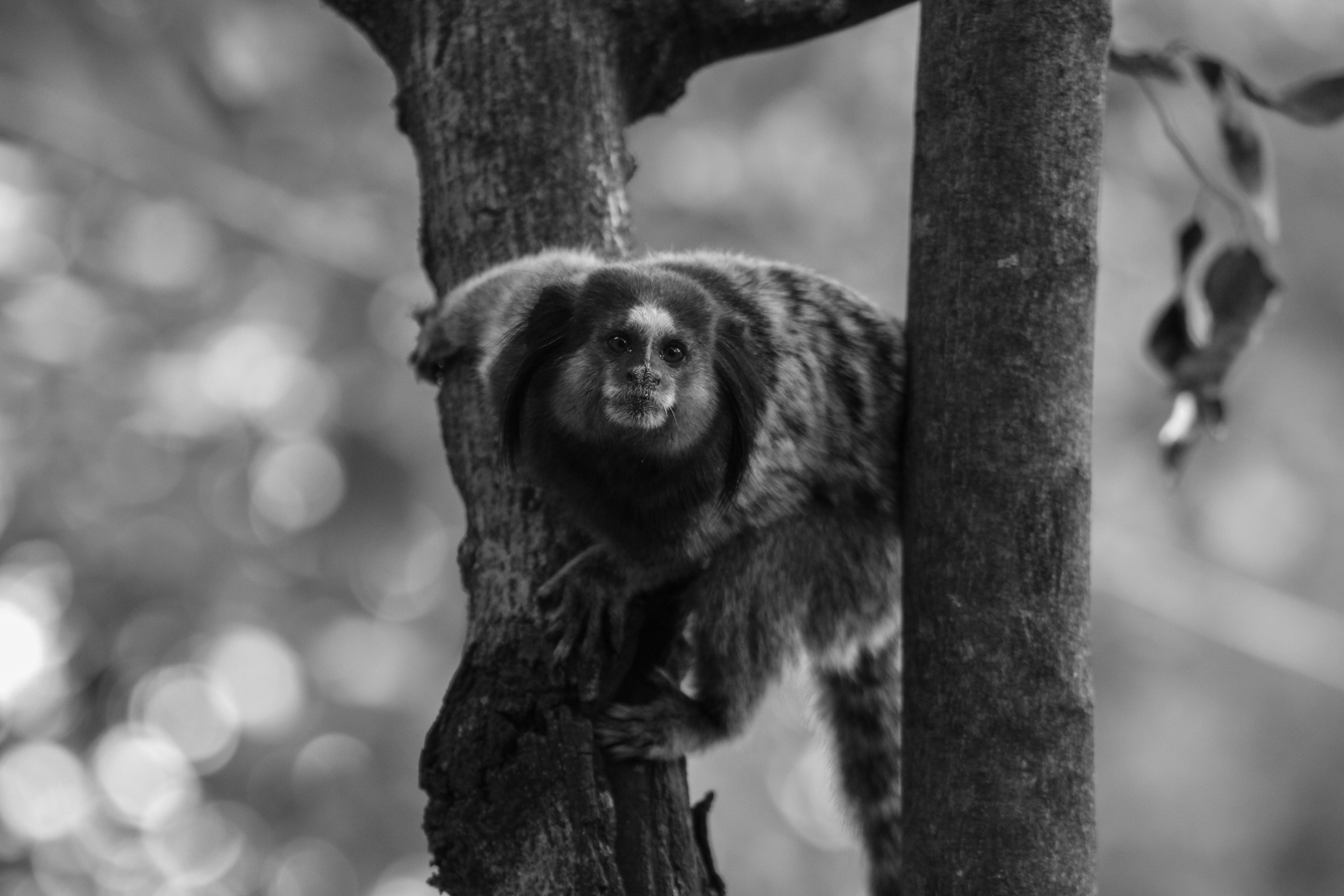 Sagui Photos, Download Free Sagui Stock Photos & HD Images