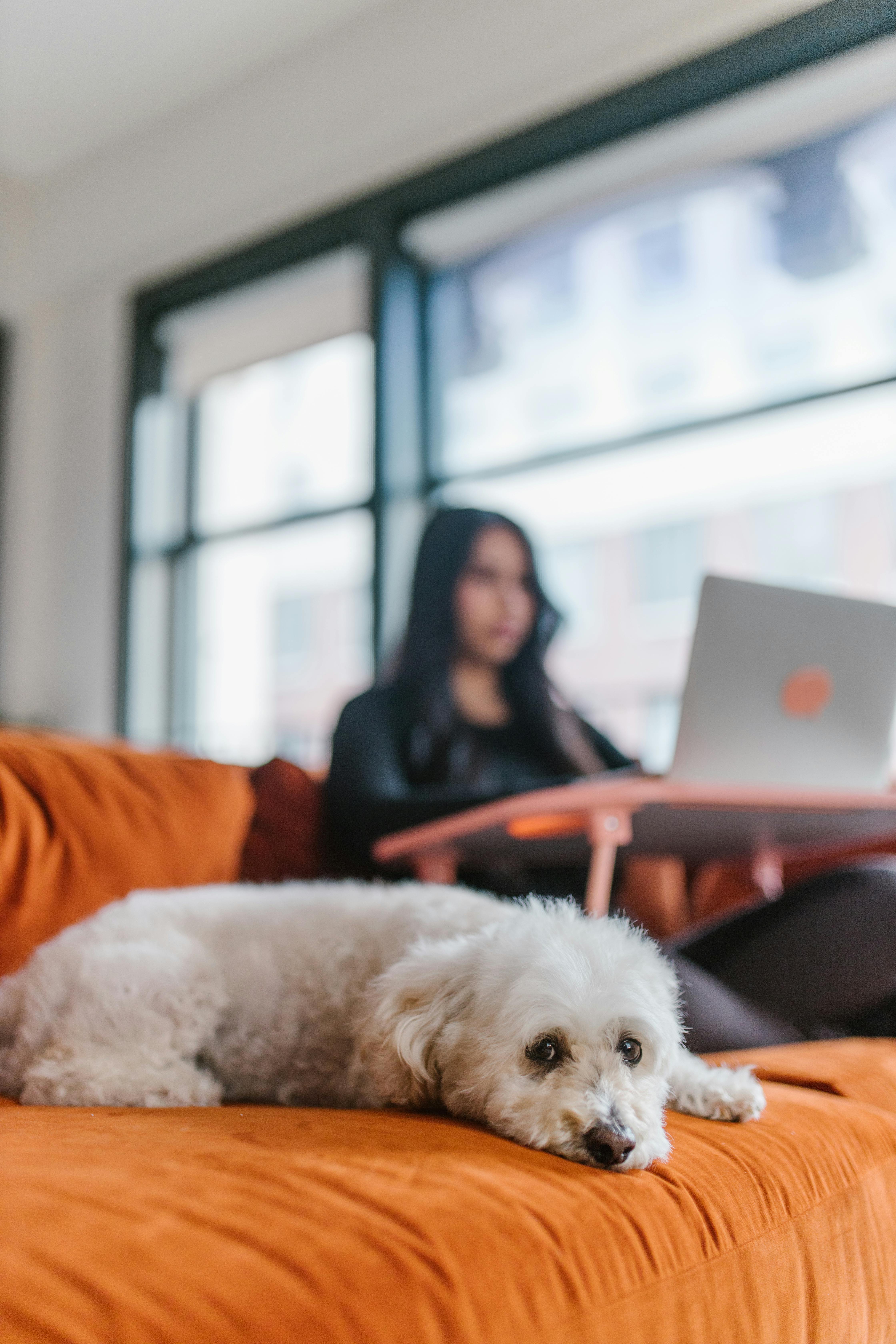 20,000+ Best Large Dog Photos · 100% Free Download · Pexels Stock Photos