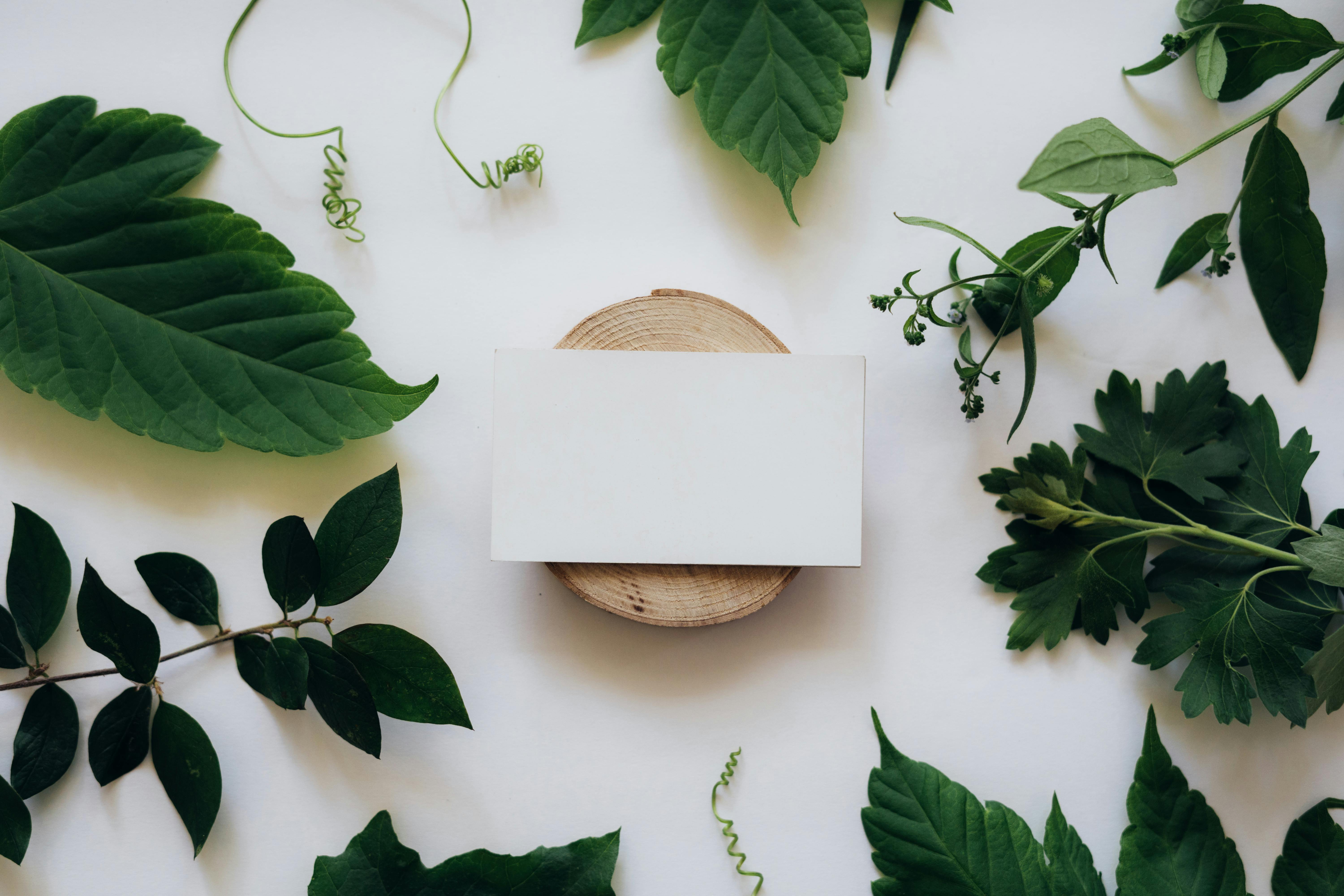 White Wooden Box With Green Leaves · Free Stock Photo