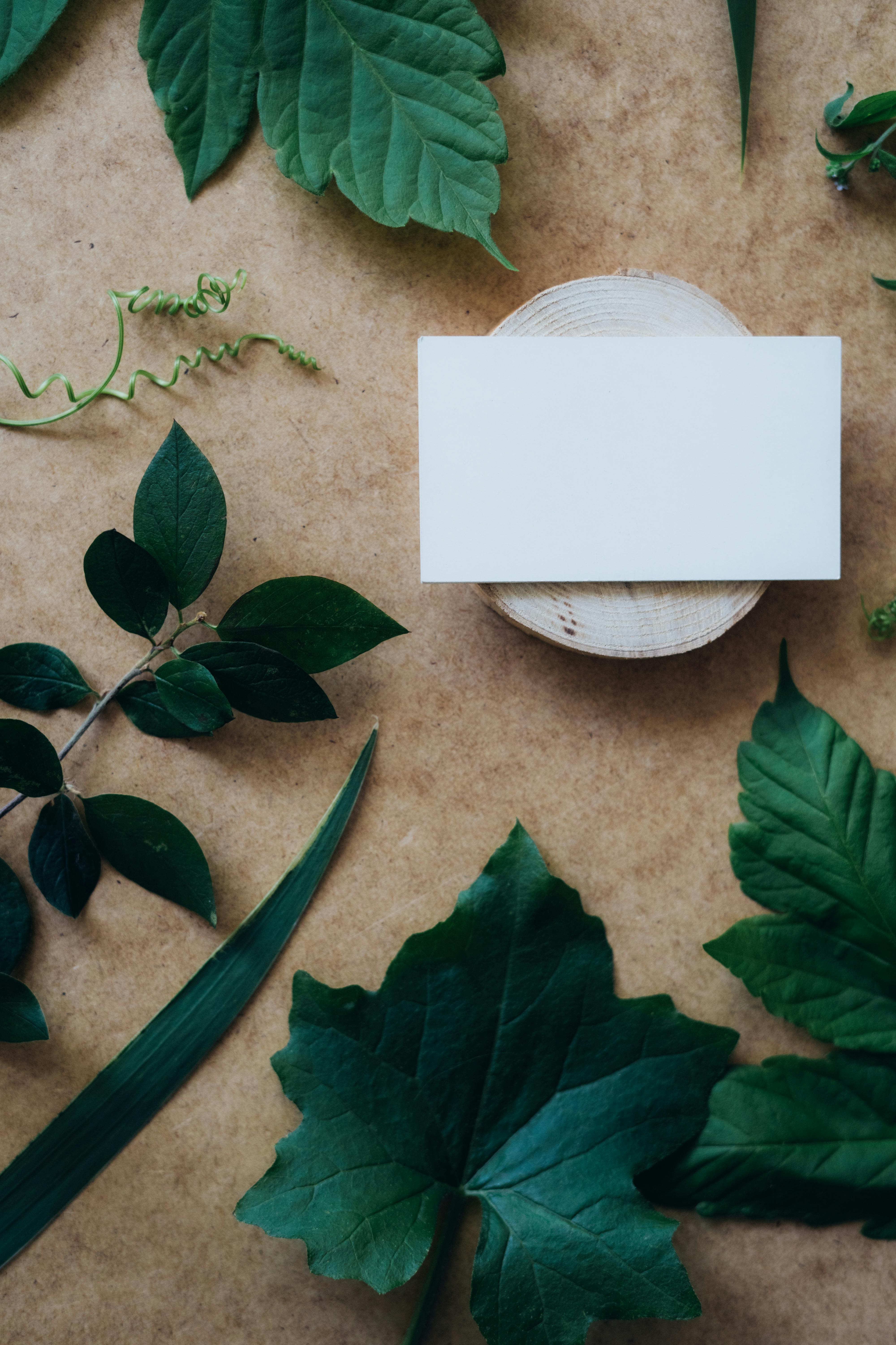 Rectangle and Leaves · Free Stock Photo