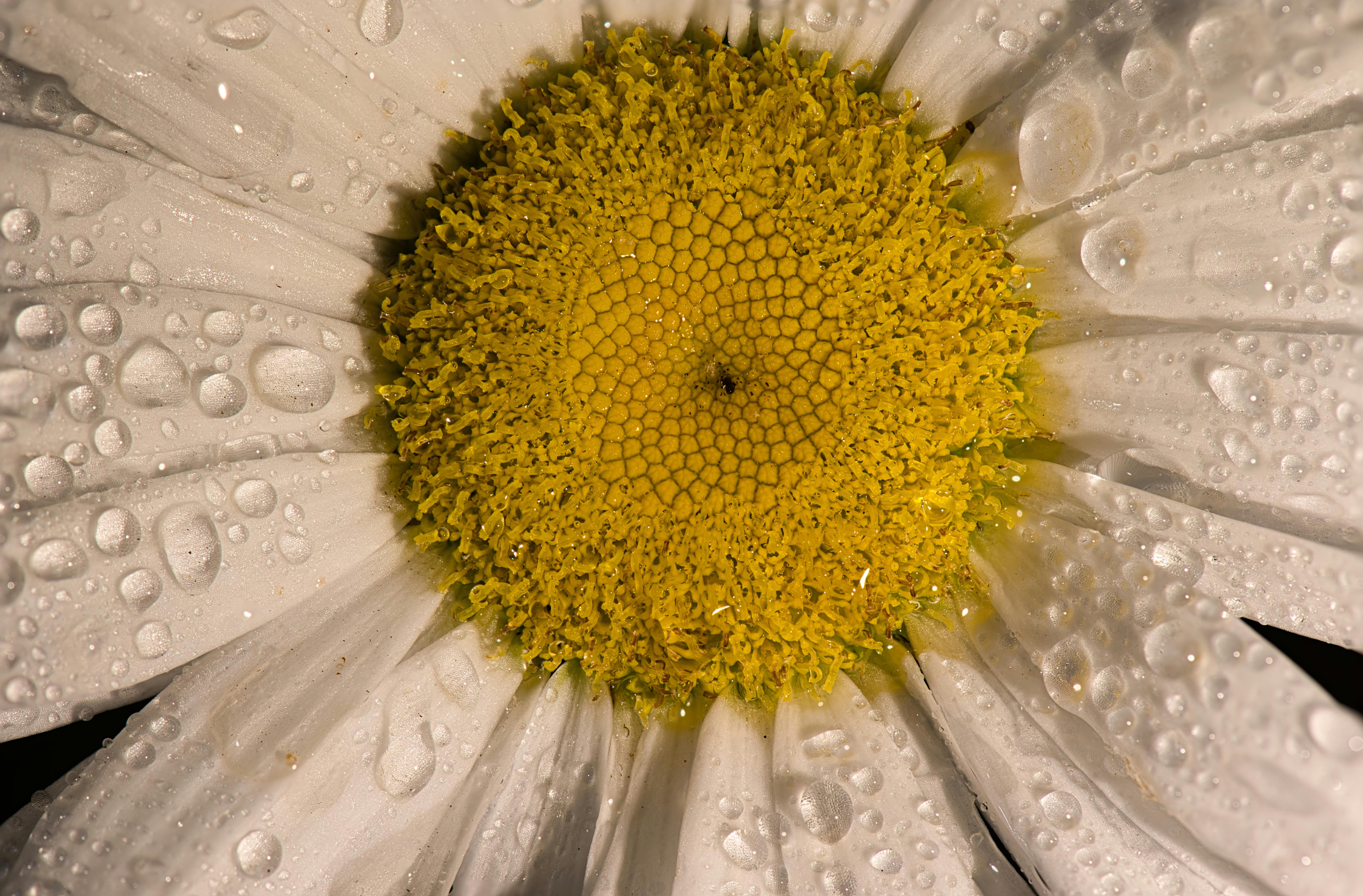 Close Up Shot of a Flower · Free Stock Photo