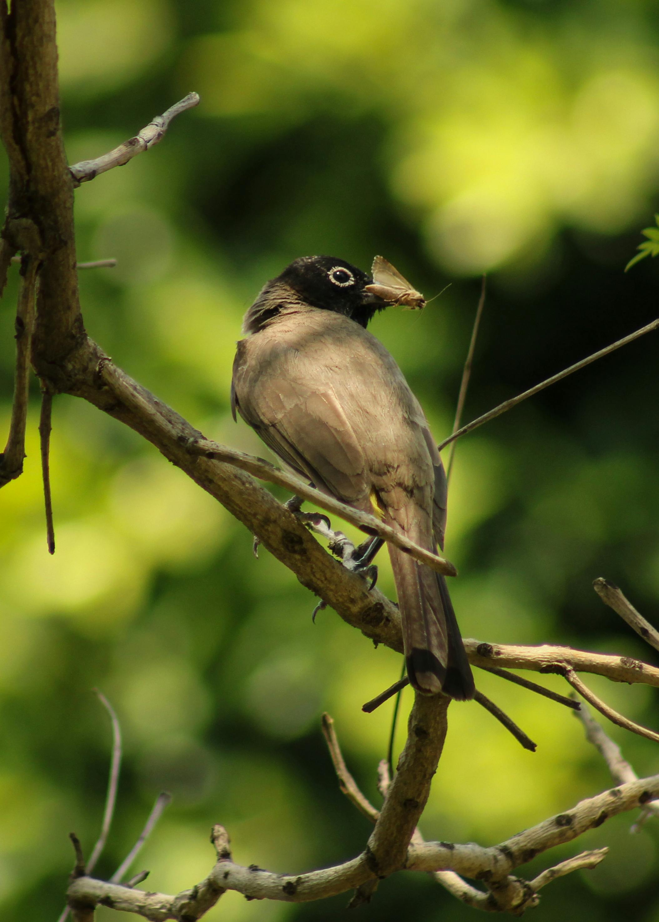 White-Spectacled Bulbul Sitting on Branch · Free Stock Photo