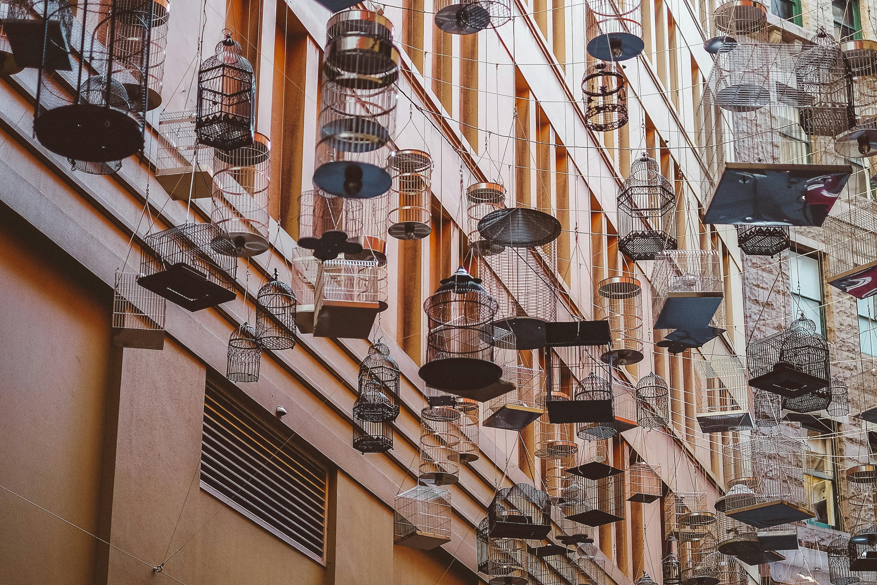 Bird Cages Hanging Outside the Building · Free Stock Photo