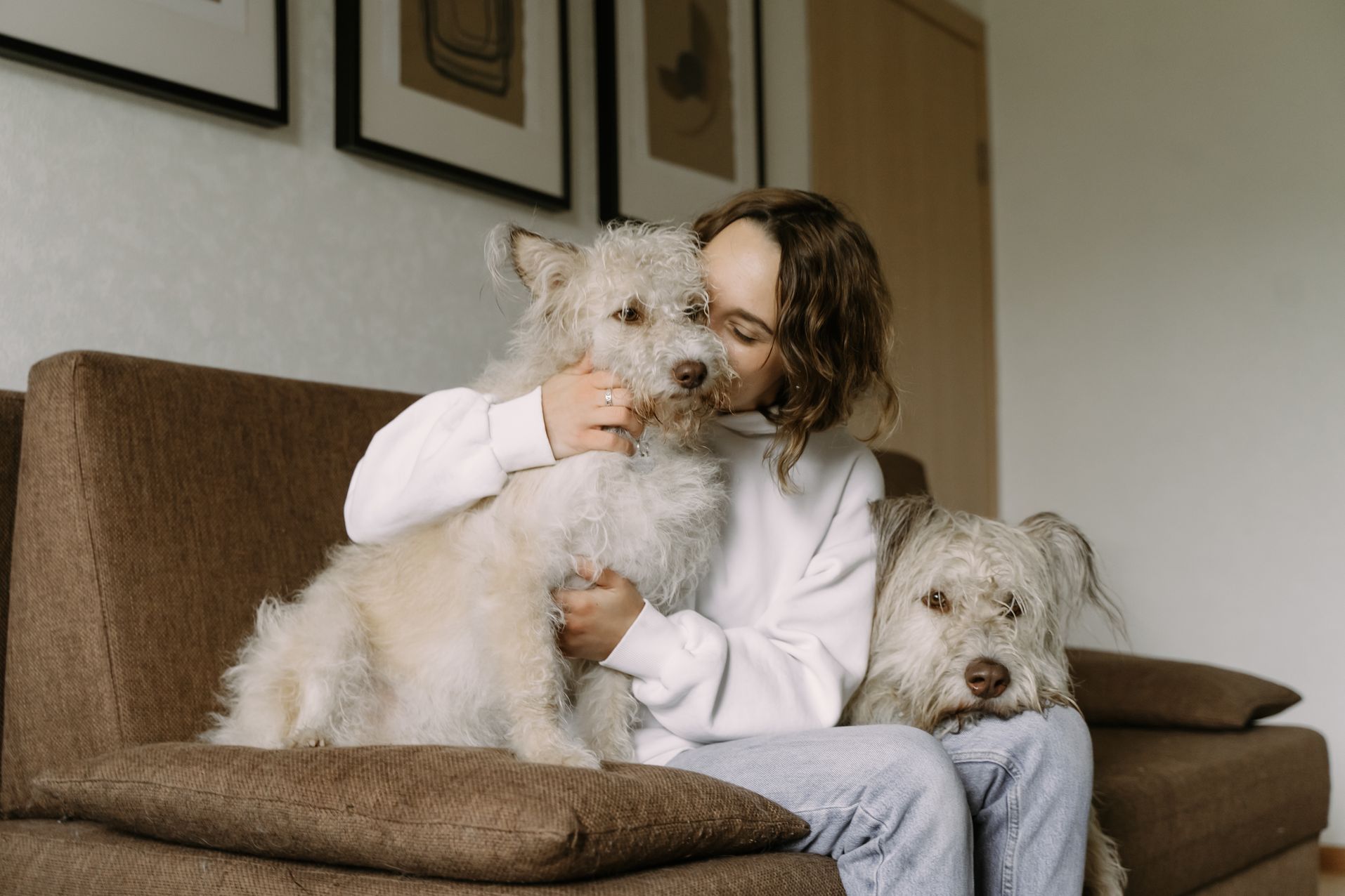 Laizhou Hong Chinese Red Dog: Breed Information & Care Tips