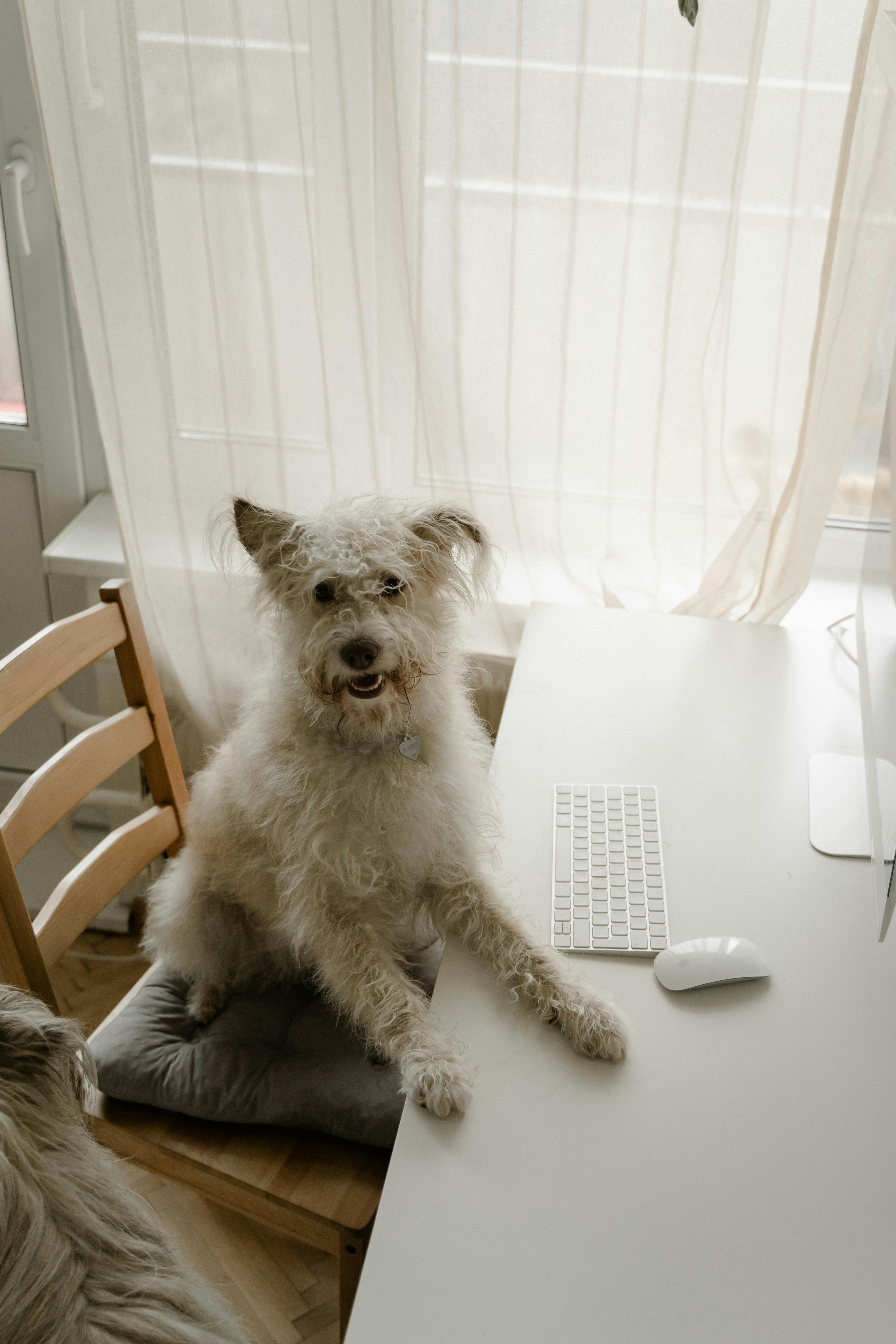 A Dog Sitting on a Chair · Free Stock Photo