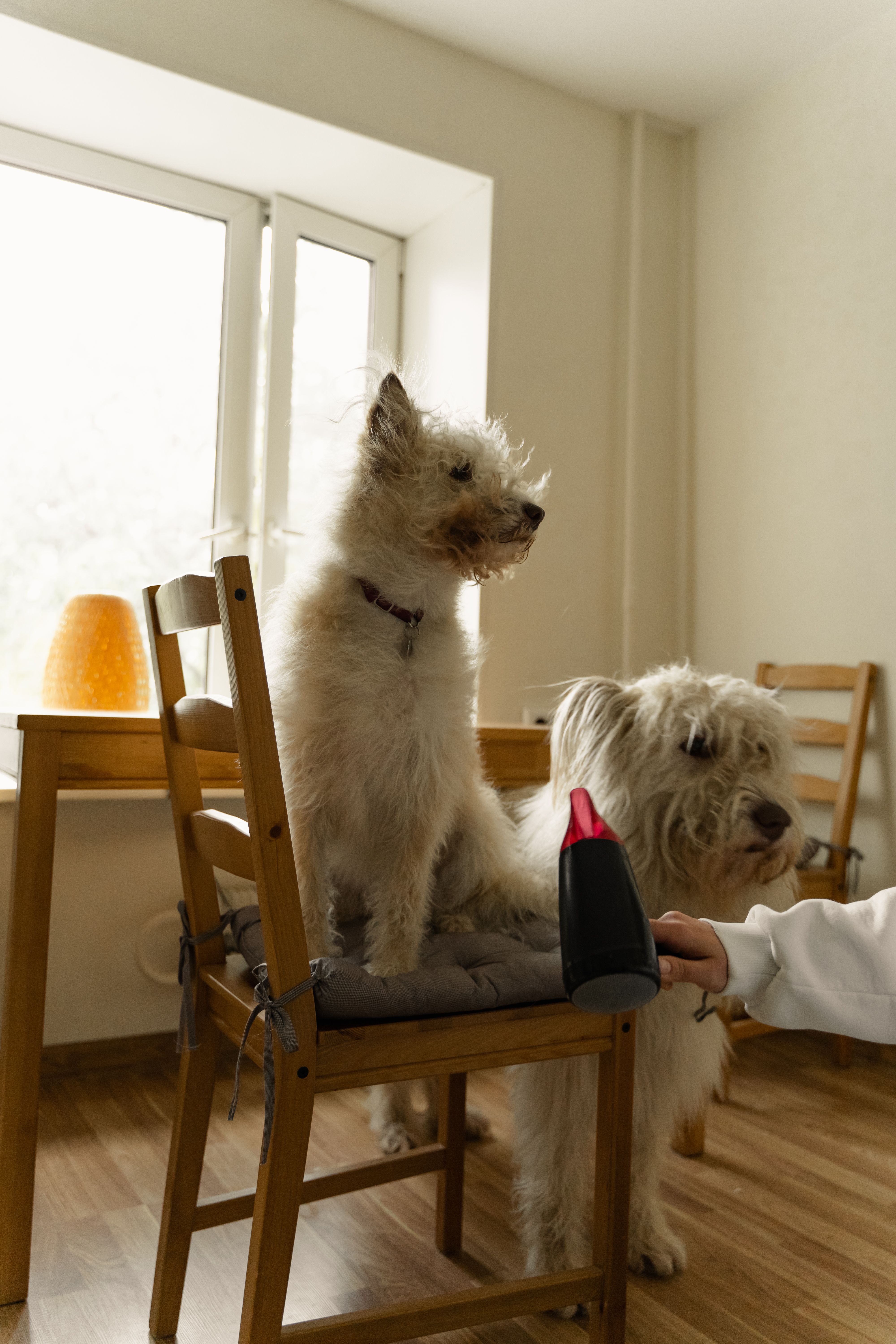 A Dog Sitting on the Chair · Free Stock Photo