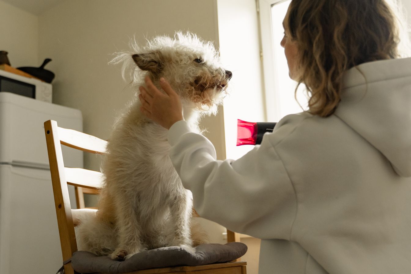 Dogs Catch C Diff from Humans: Risks & Prevention Explained