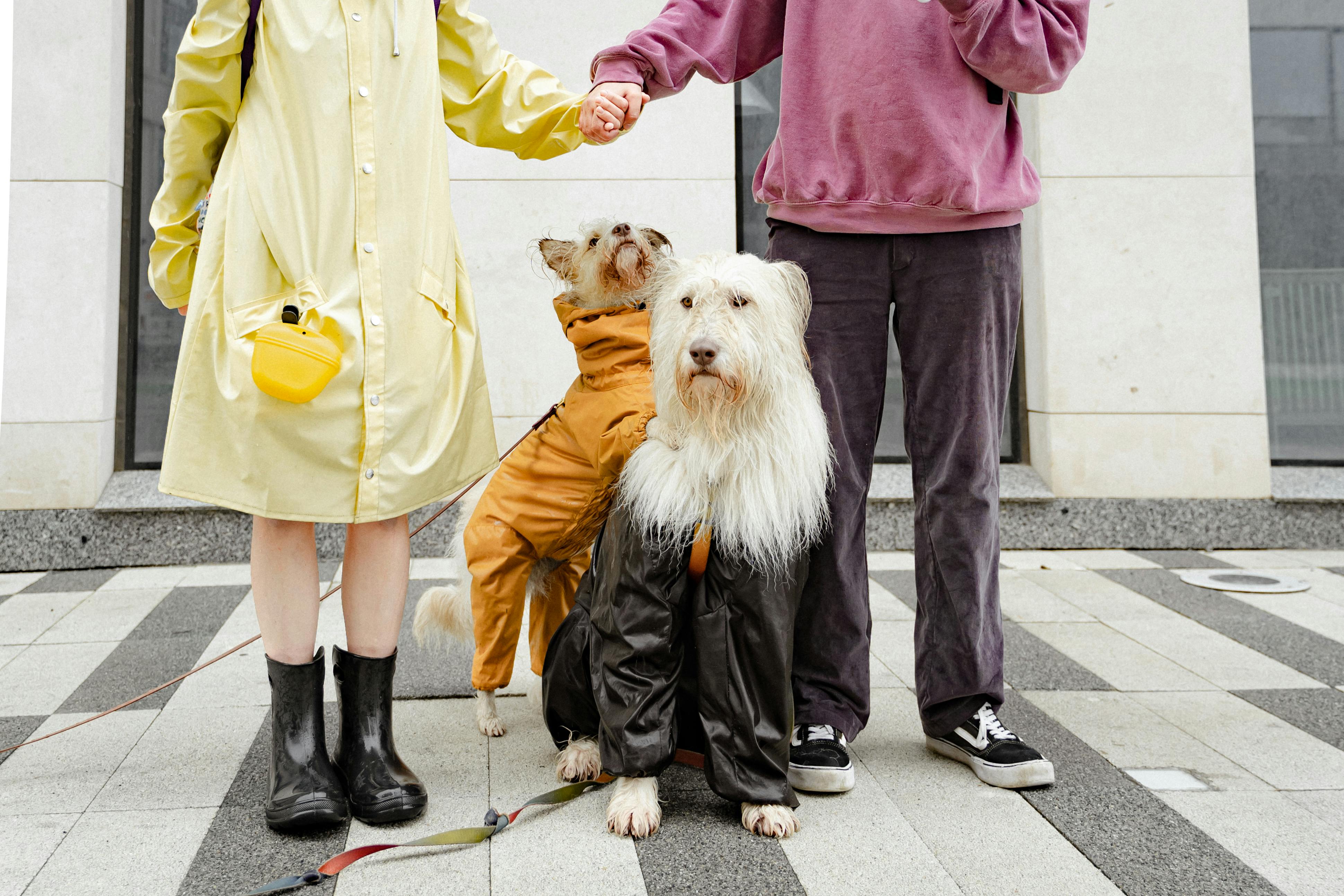 Back View of People Walking with Their Dogs · Free Stock Photo