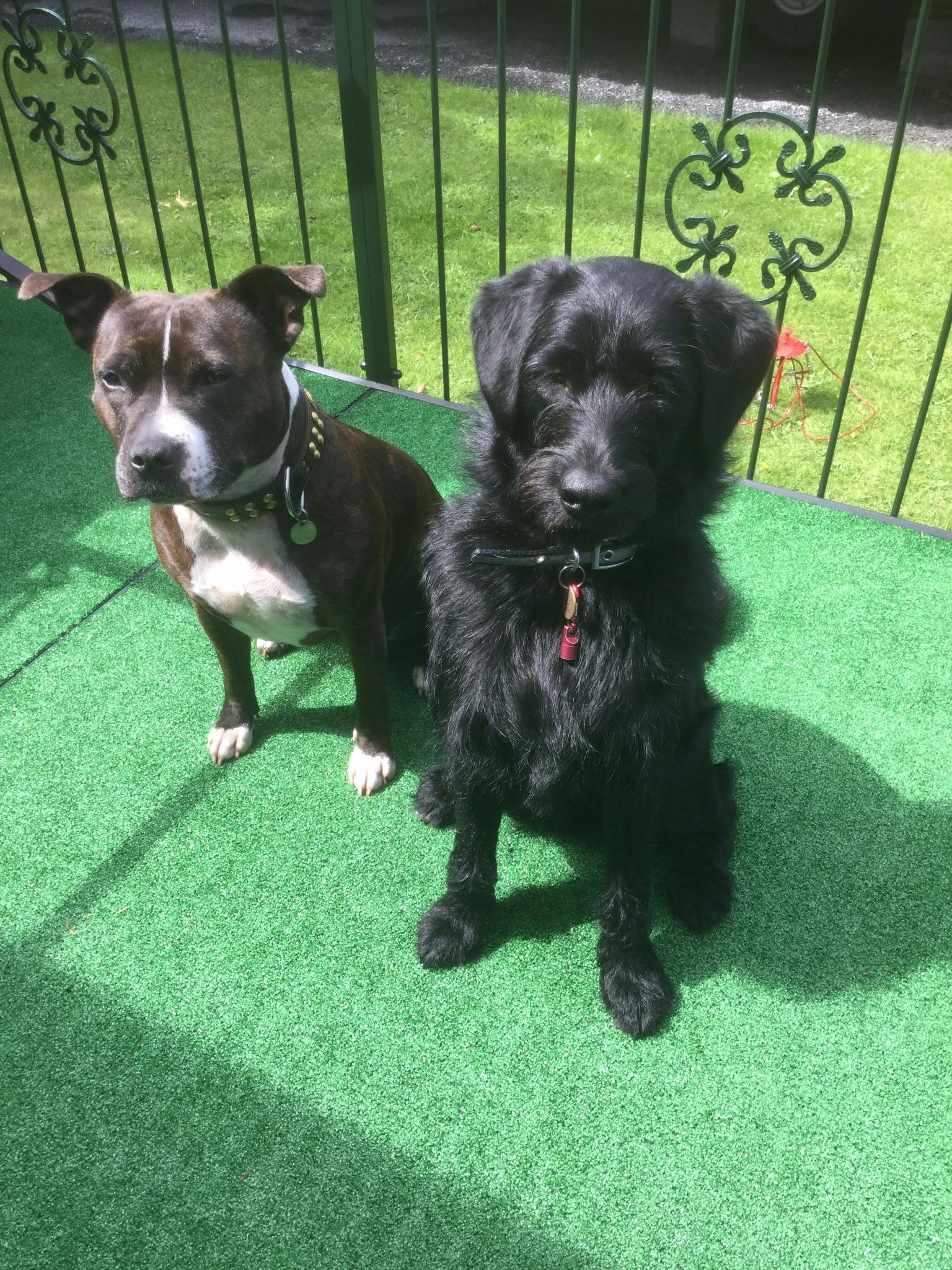 Free stock photo of my two dogs